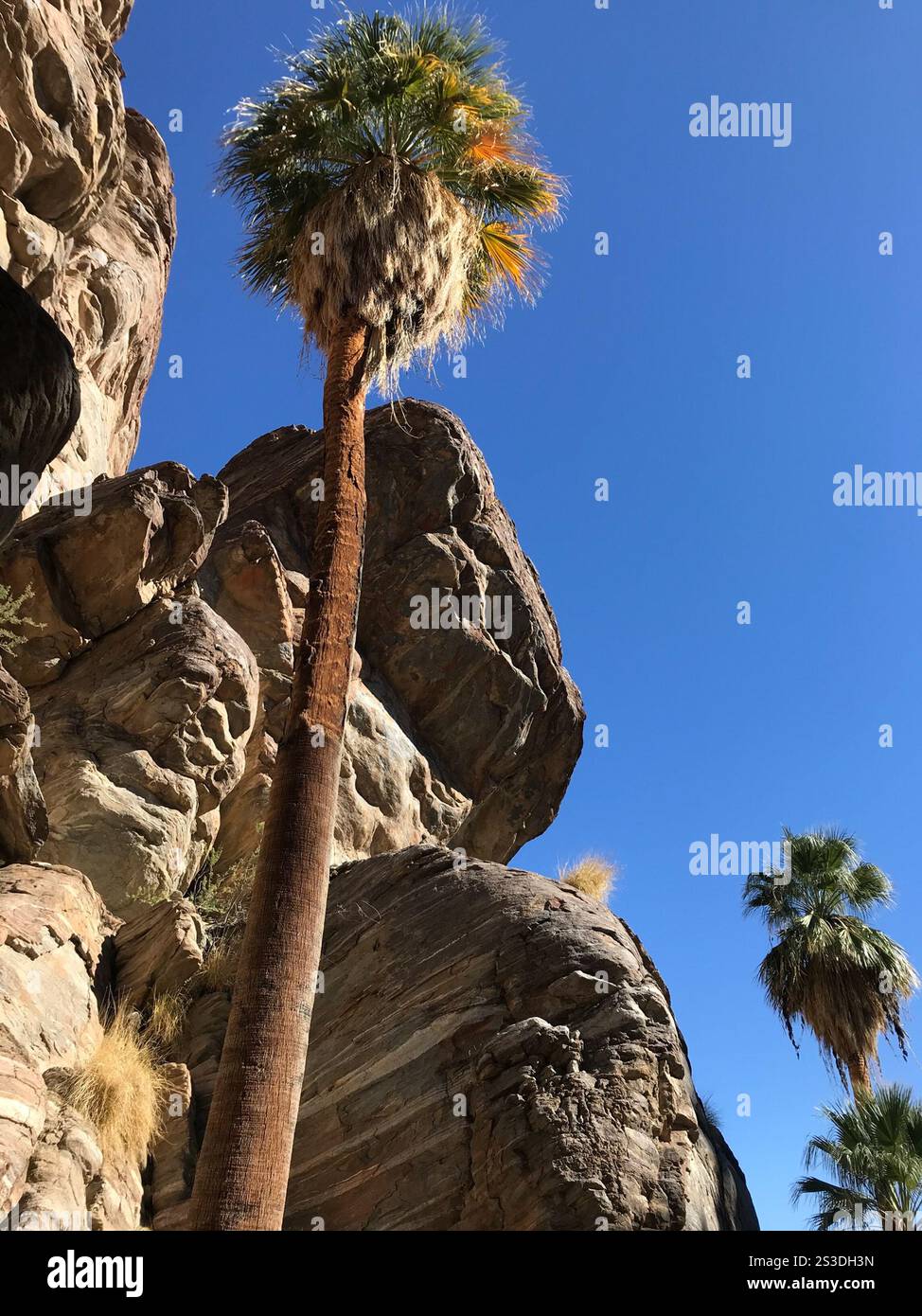 California fan palm (Washingtonia filifera Stock Photo - Alamy