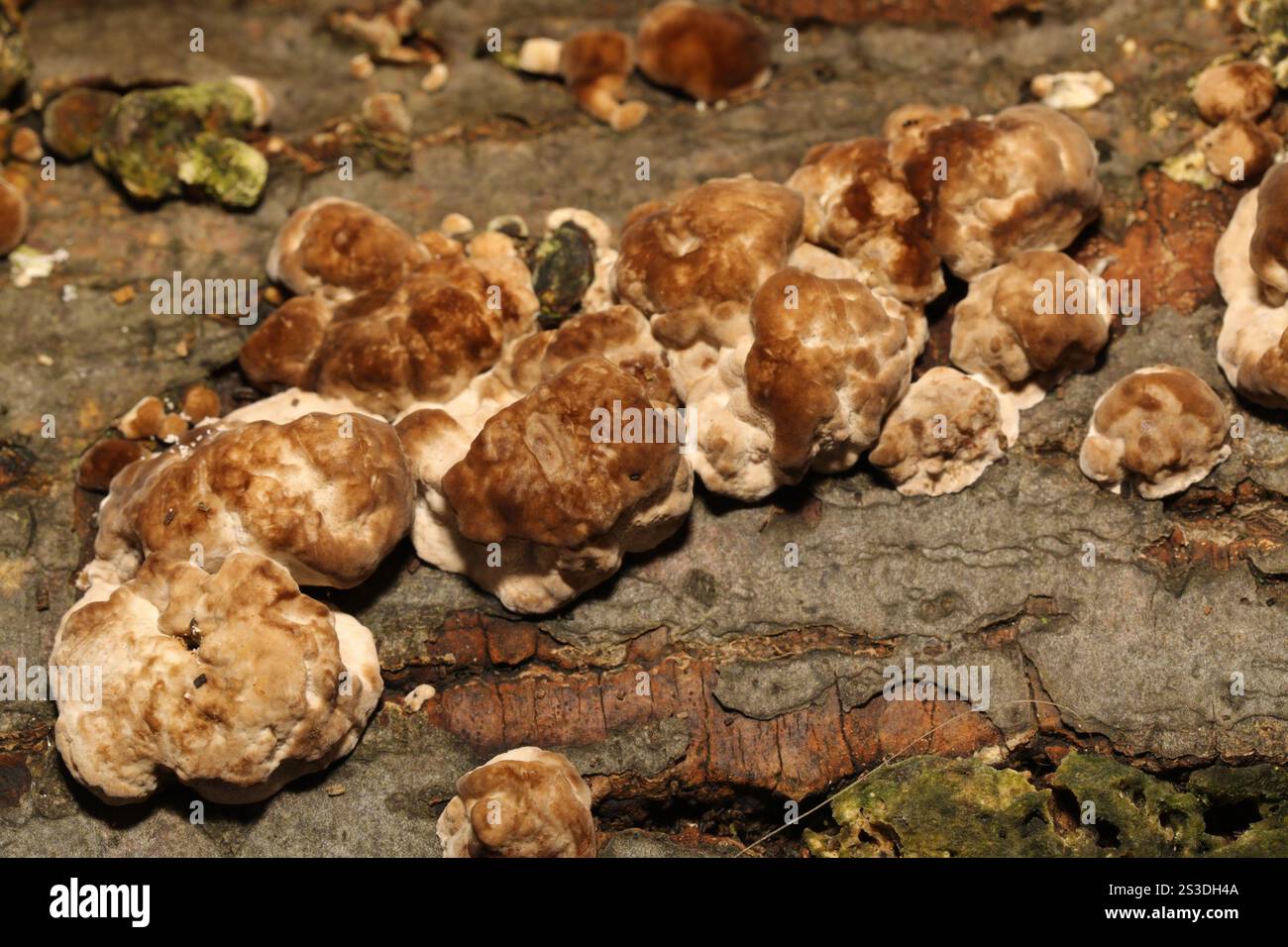 Blushing Rosette (Abortiporus biennis Stock Photo - Alamy