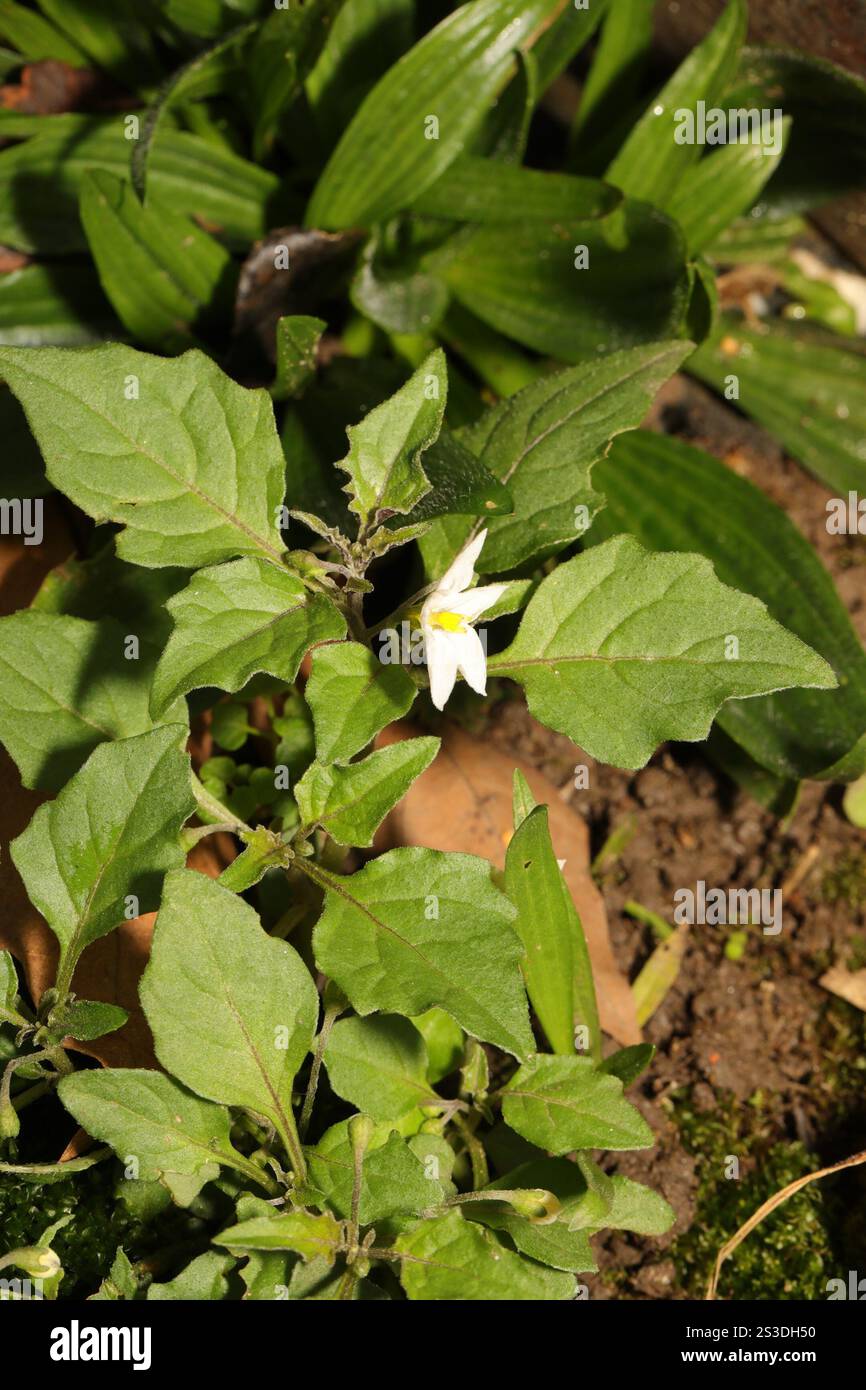 black nightshade (Solanum nigrum Stock Photo - Alamy