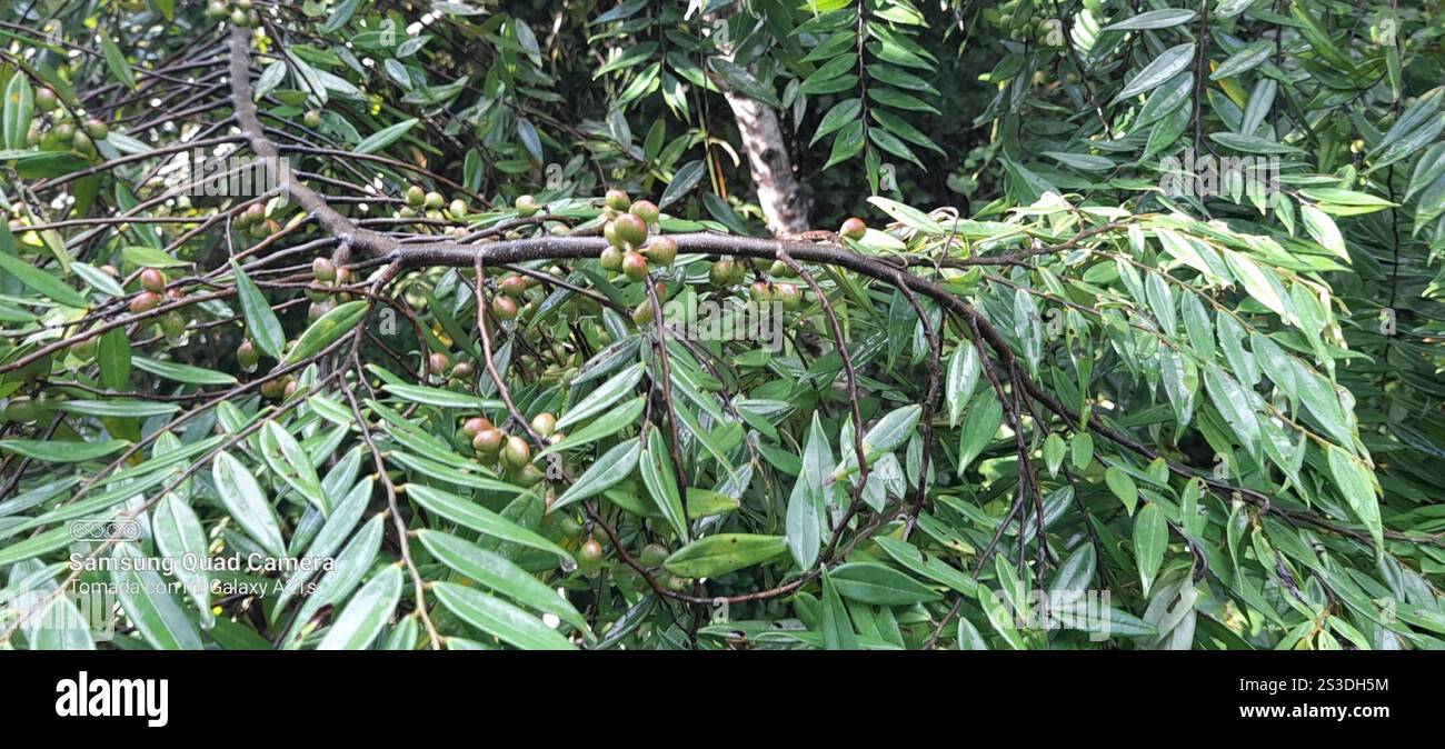 West Indies Cedrela (Cedrela odorata Stock Photo - Alamy