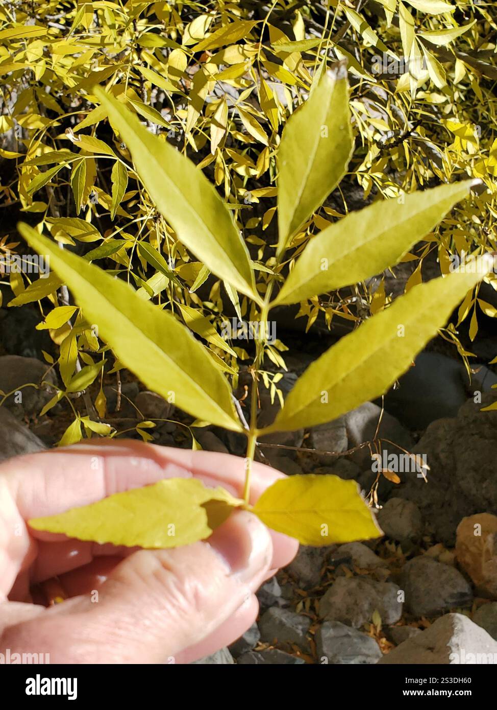 velvet ash (Fraxinus velutina Stock Photo - Alamy