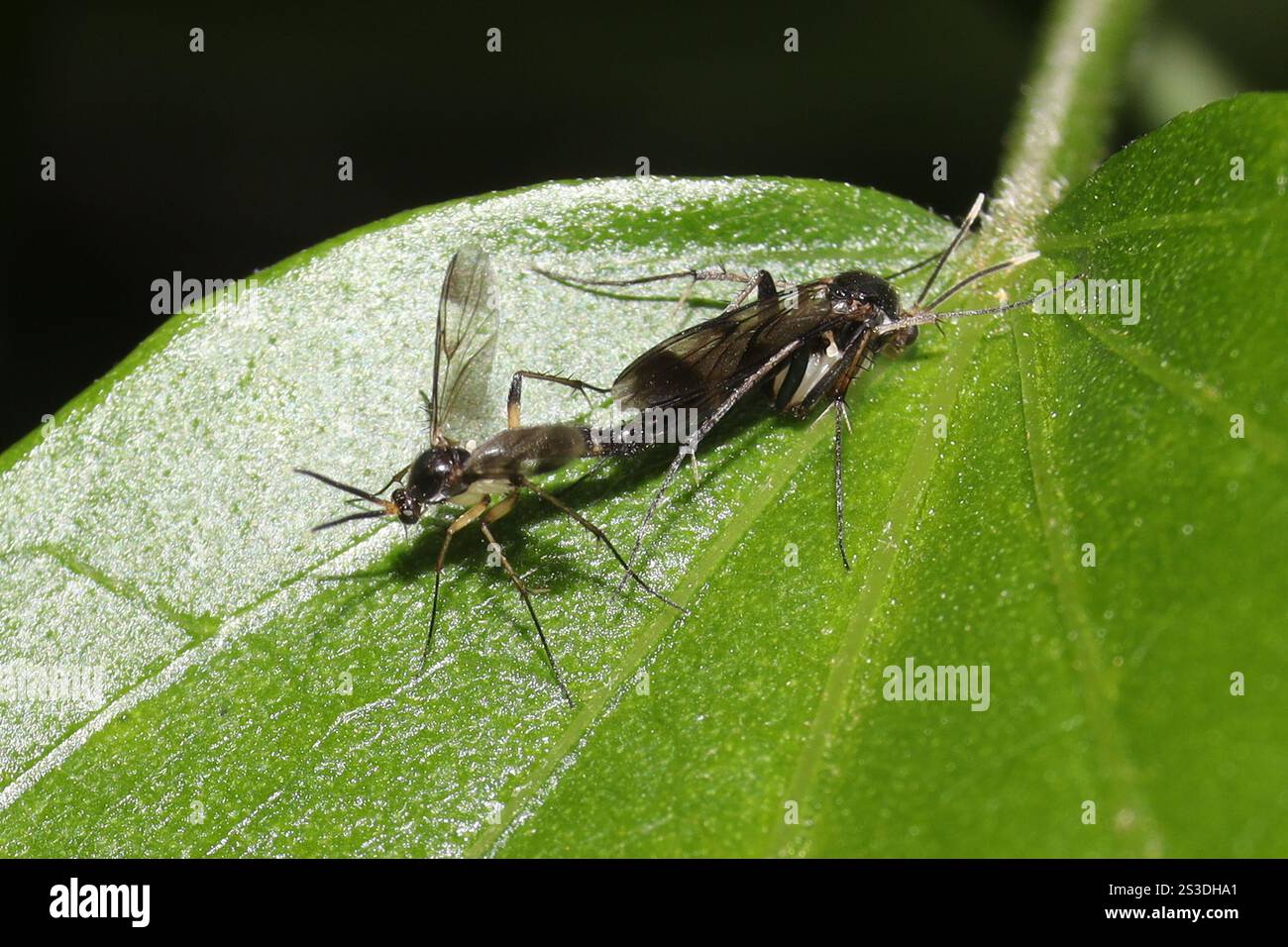 Fungus Gnats and Gall Midges (Sciaroidea Stock Photo - Alamy