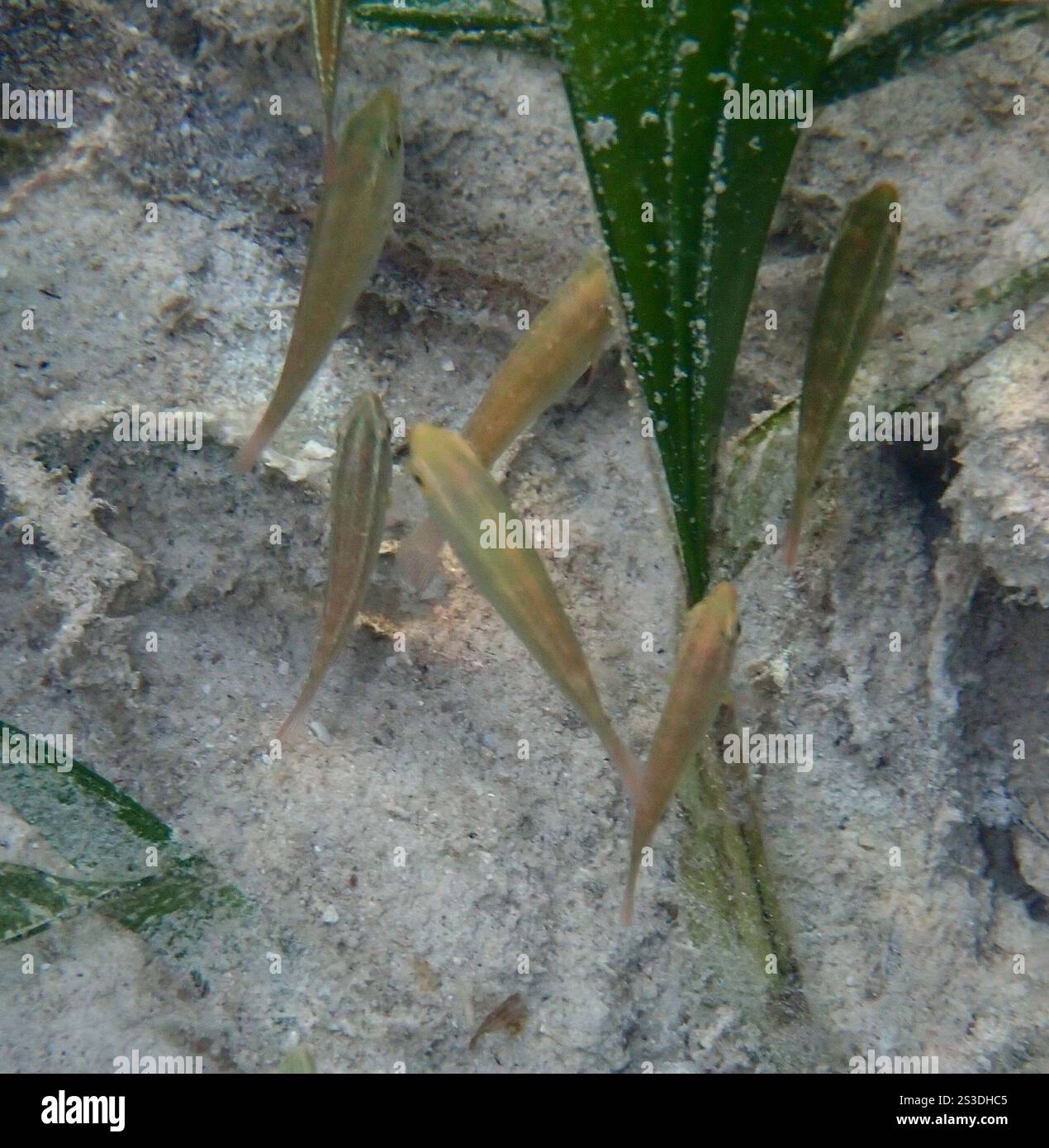 Ray-finned Fishes (Actinopterygii Stock Photo - Alamy