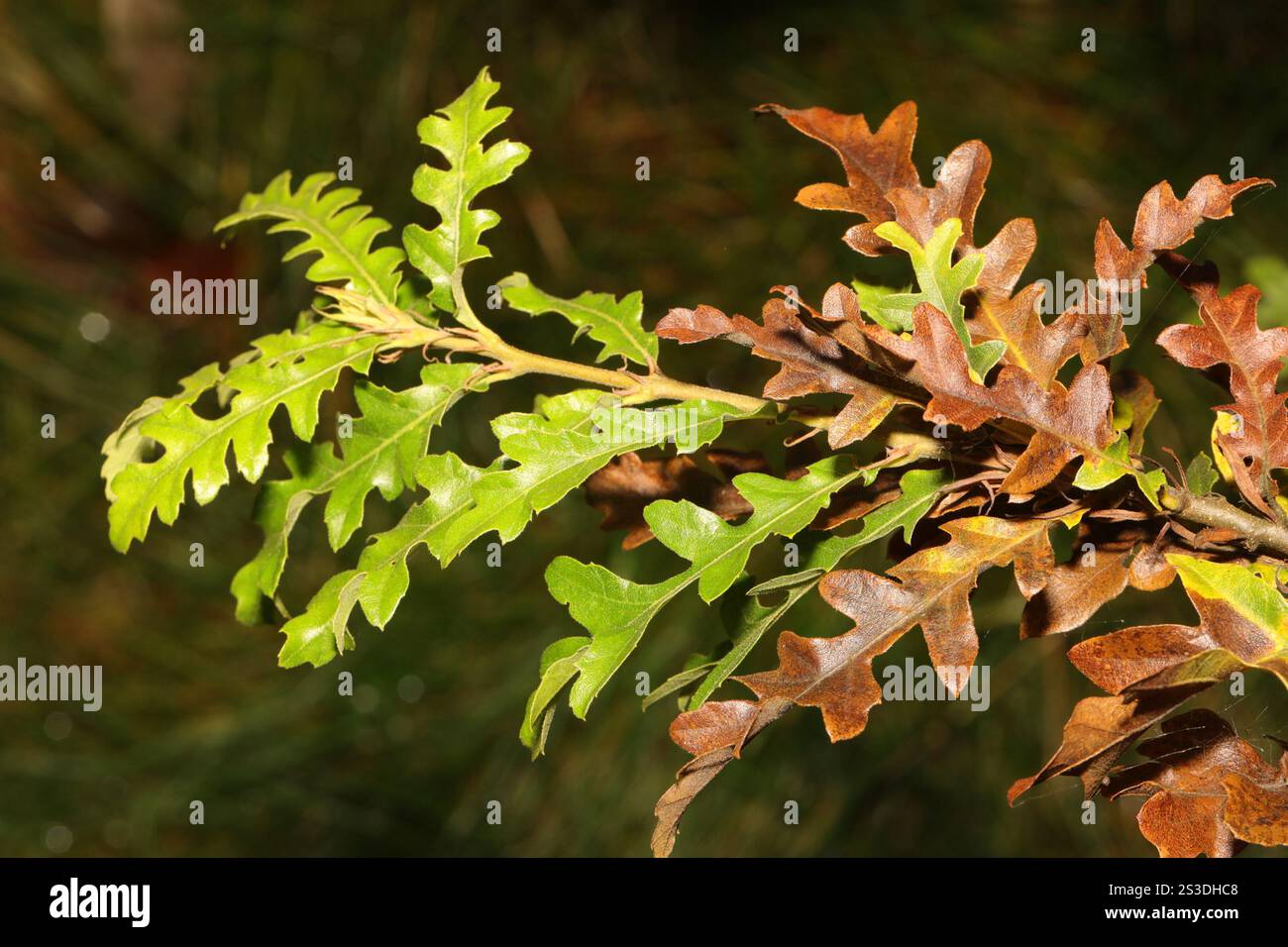 Turkey Oak (Quercus cerris Stock Photo - Alamy