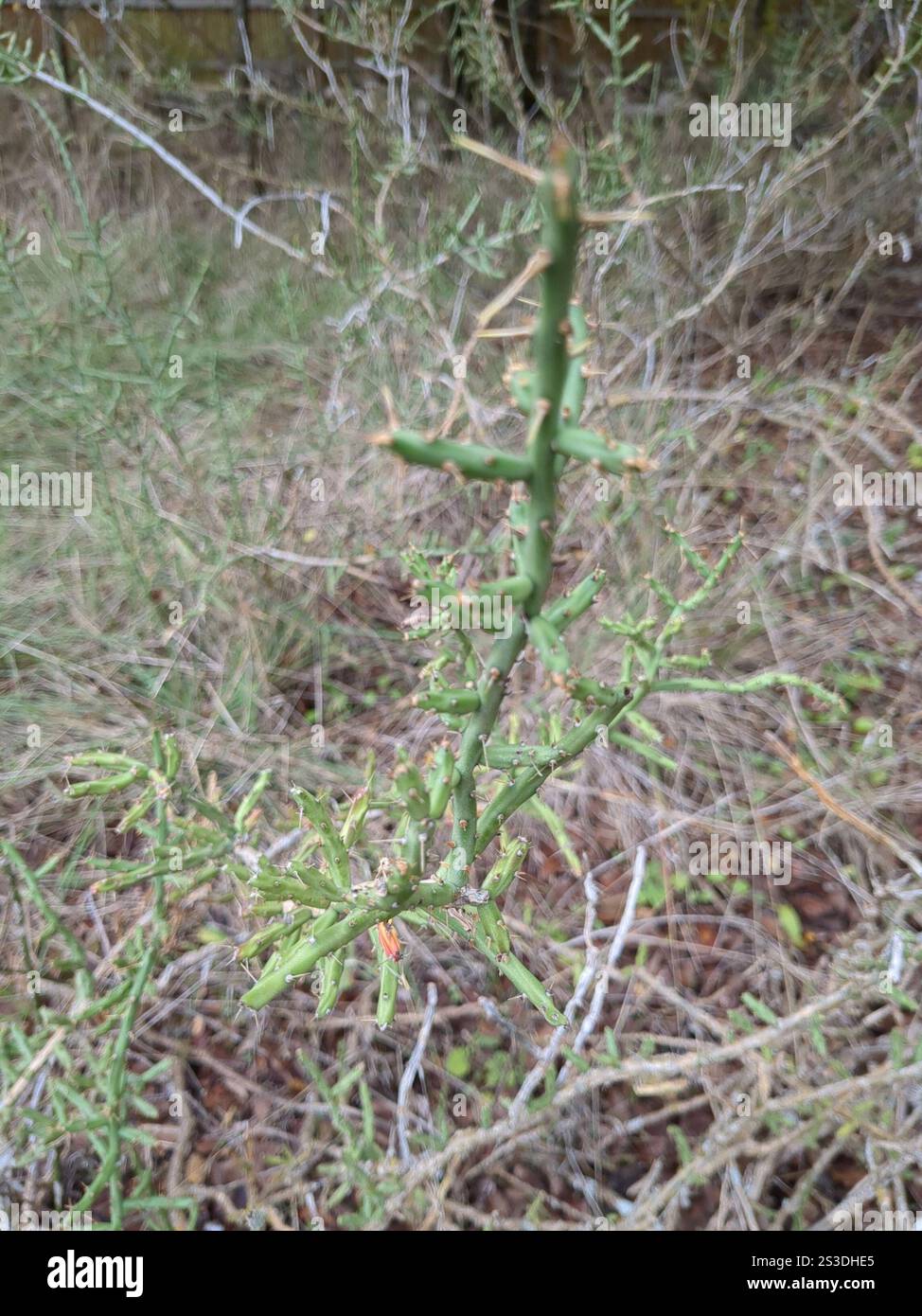 Christmas cholla (Cylindropuntia leptocaulis Stock Photo - Alamy