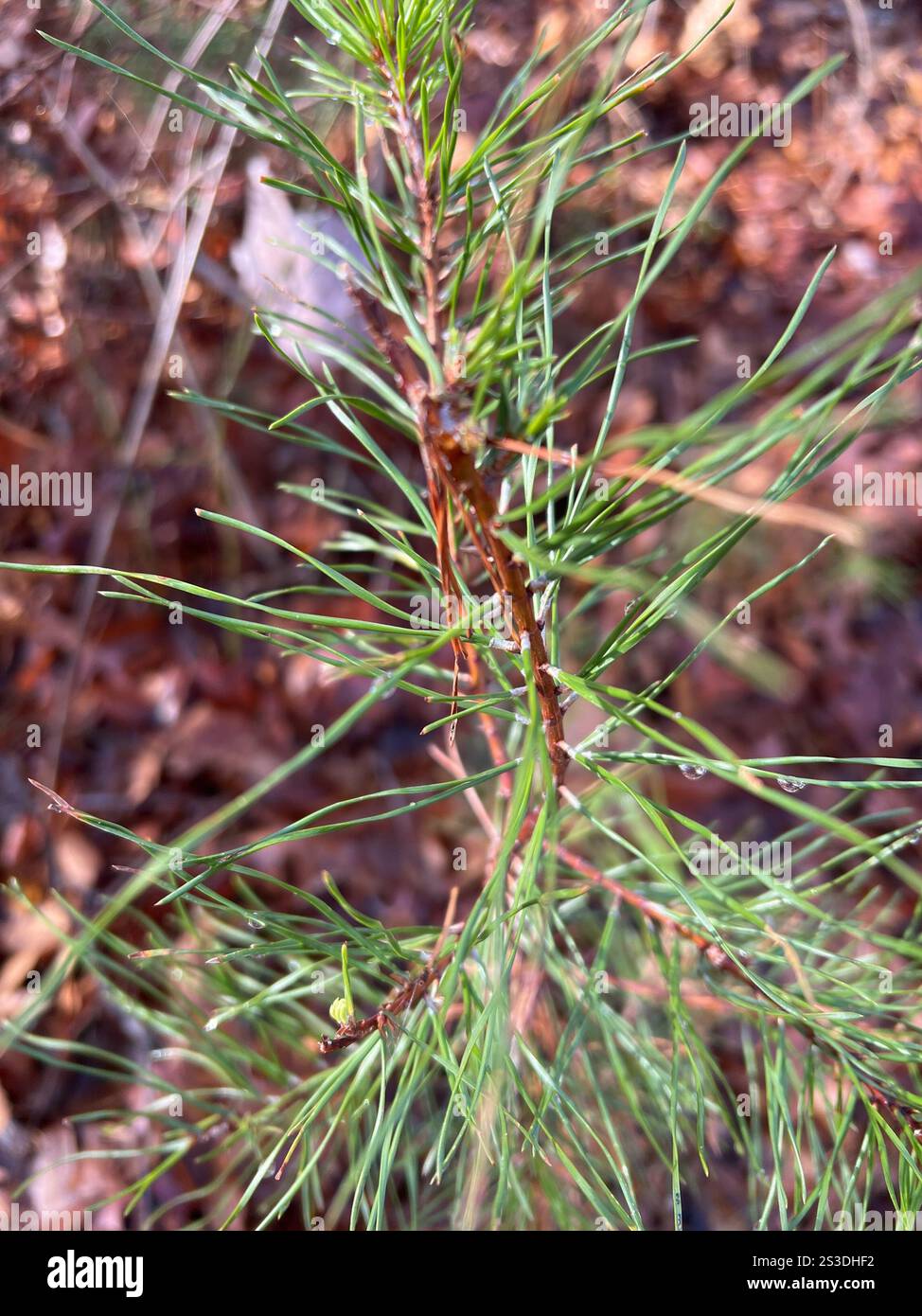 Virginia pine (Pinus virginiana Stock Photo - Alamy