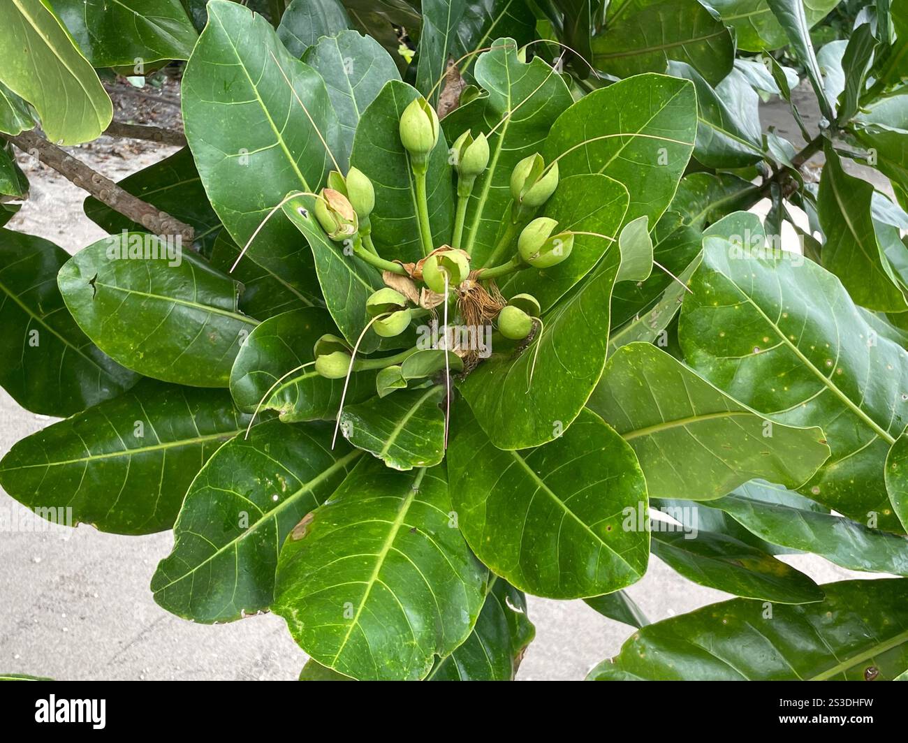 Fish Poison Tree (Barringtonia asiatica Stock Photo - Alamy