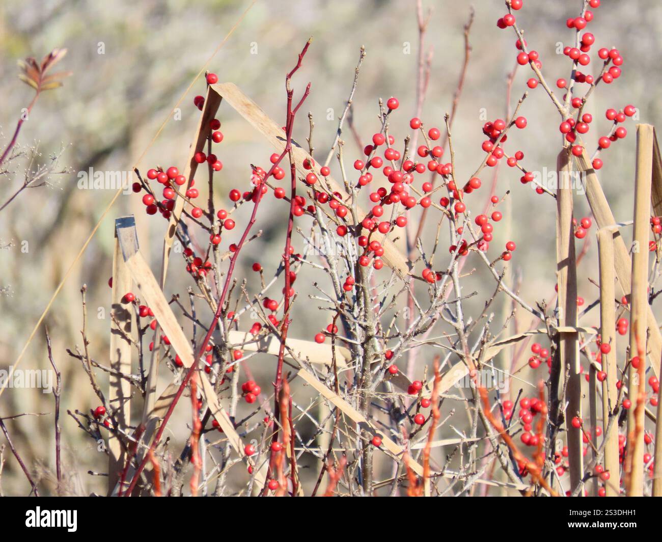 winterberry holly (Ilex verticillata Stock Photo - Alamy