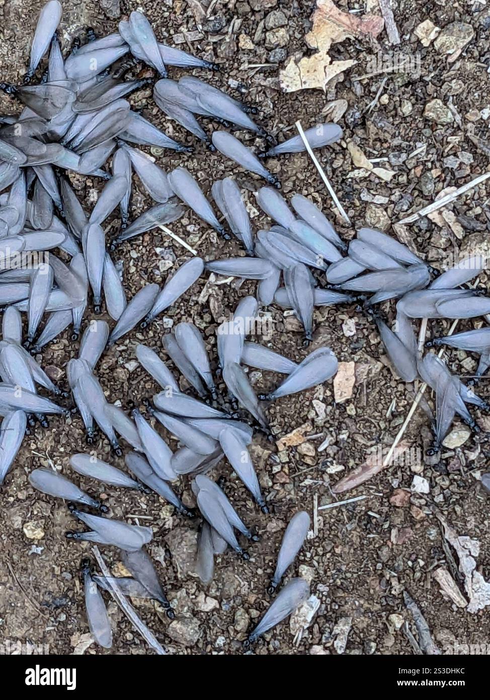 Western Subterranean Termite (Reticulitermes hesperus Stock Photo - Alamy