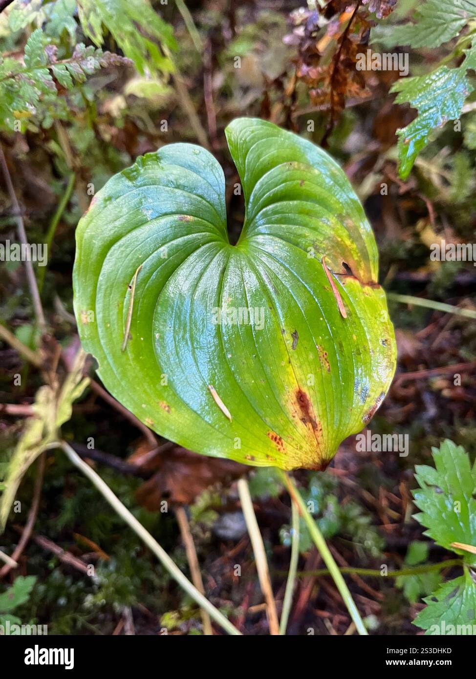 Western Lily of the Valley (Maianthemum dilatatum Stock Photo - Alamy