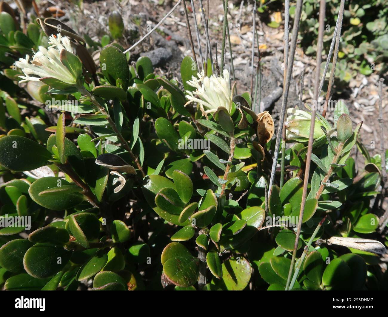 Common Rice-flower (Pimelea humilis Stock Photo - Alamy