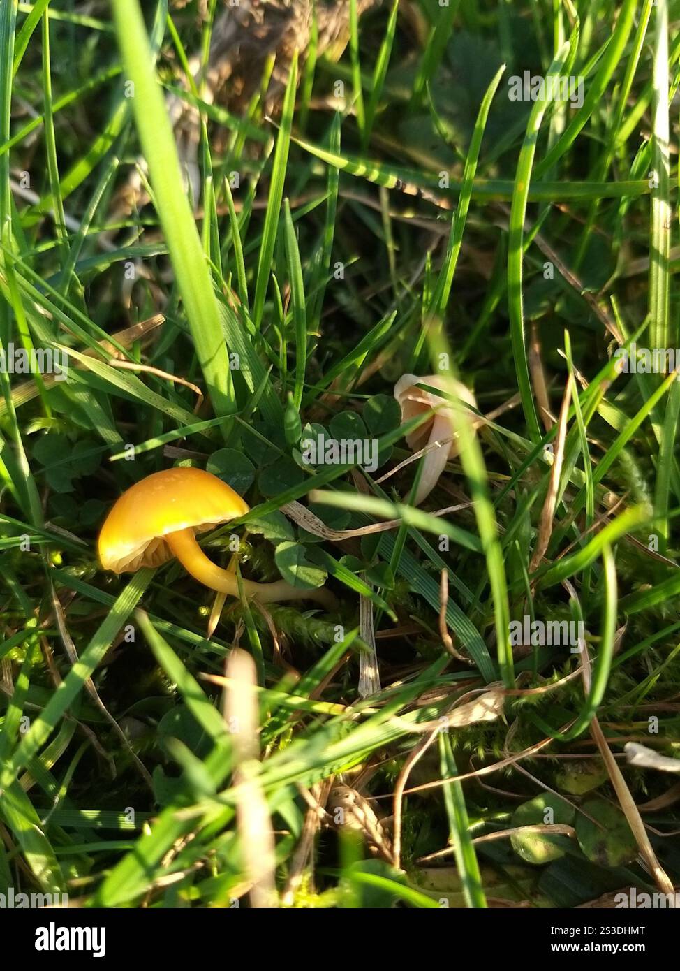 Parrot Mushroom (Gliophorus psittacinus Stock Photo - Alamy