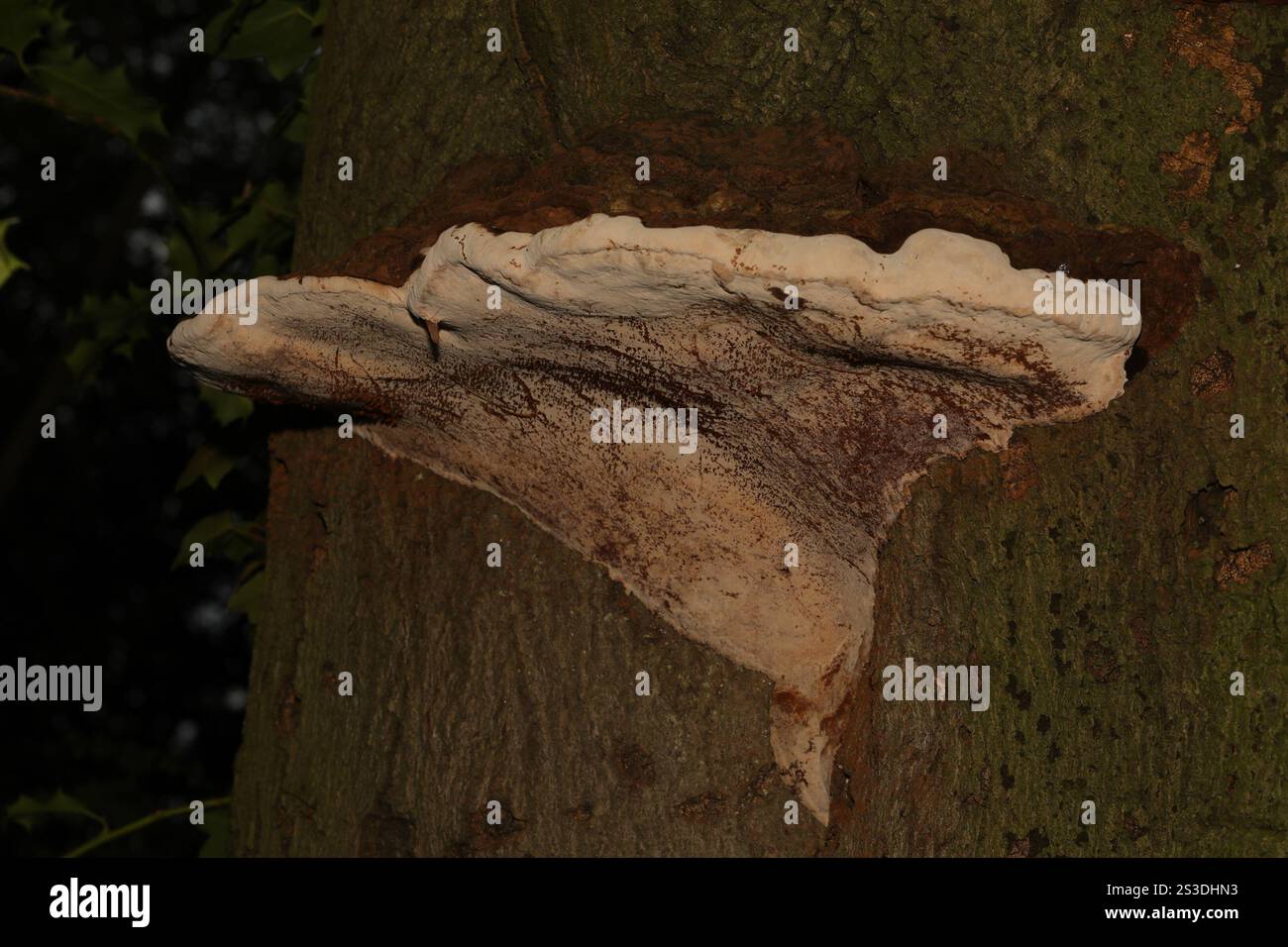 southern bracket (Ganoderma australe Stock Photo - Alamy