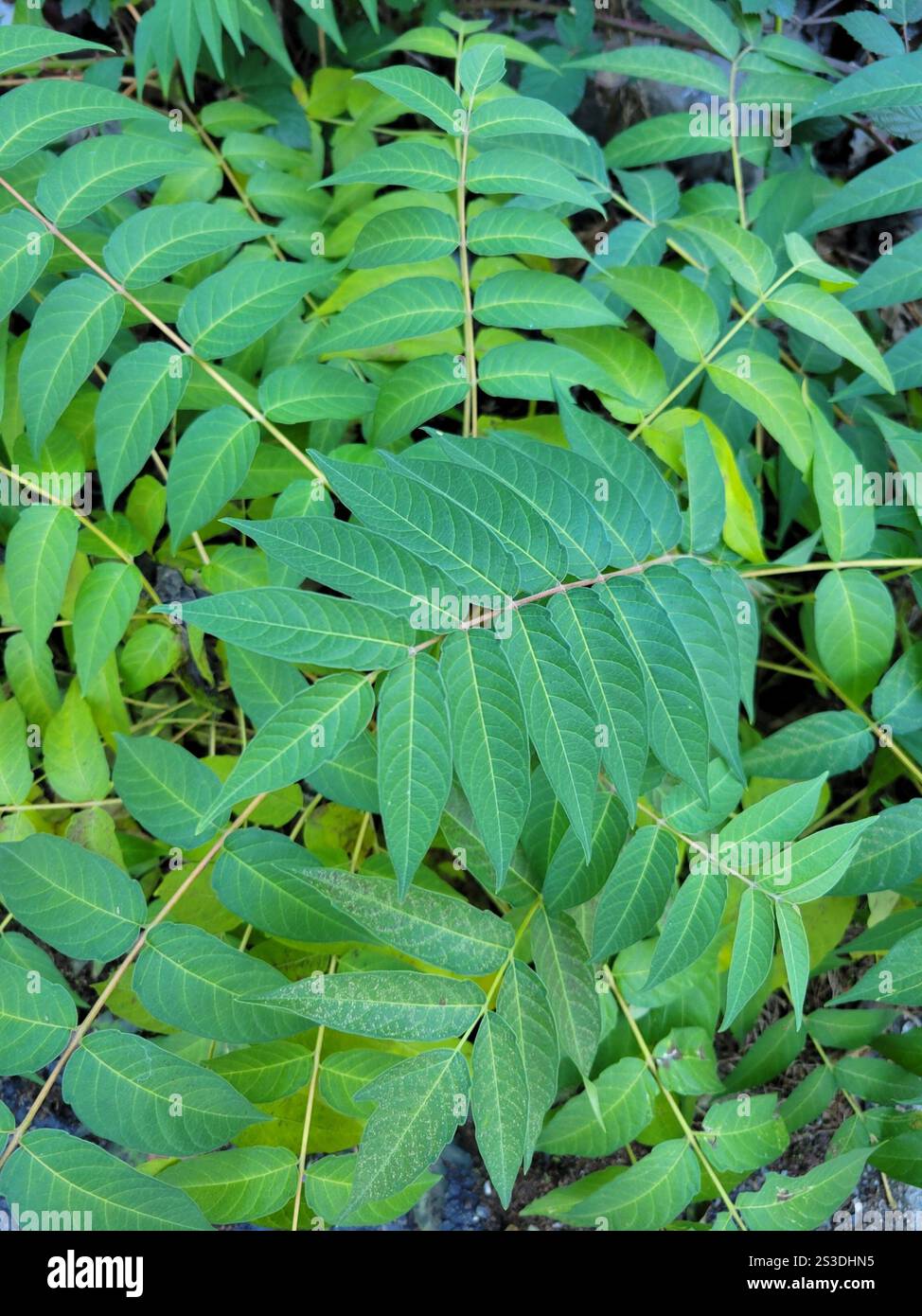 tree-of-heaven (Ailanthus altissima Stock Photo - Alamy