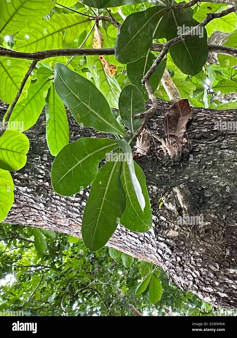 Fish Poison Tree (Barringtonia asiatica Stock Photo - Alamy