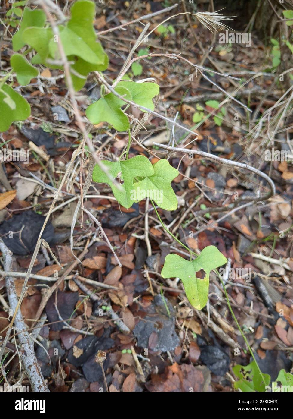 Carolina snailseed (Nephroia carolina Stock Photo - Alamy