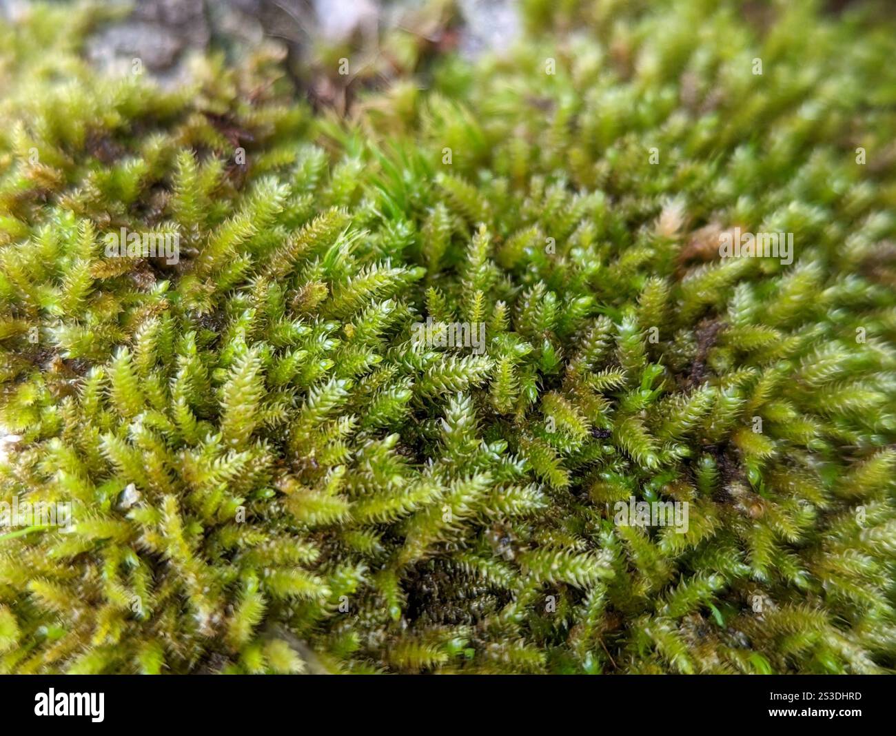 Bird's-foot Wing-moss (Nogopterium gracile Stock Photo - Alamy