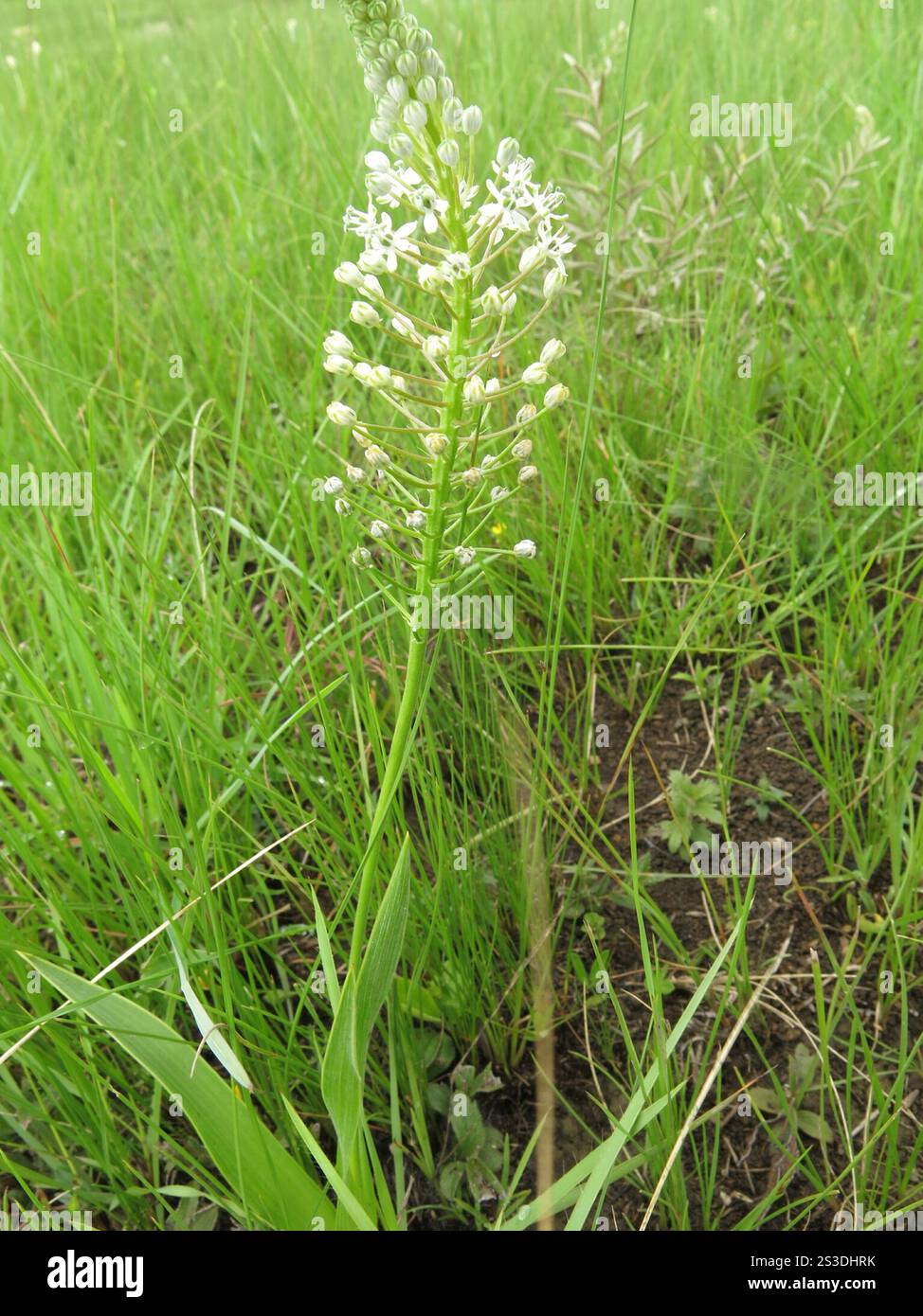 sand lily (Schizocarphus nervosus Stock Photo - Alamy