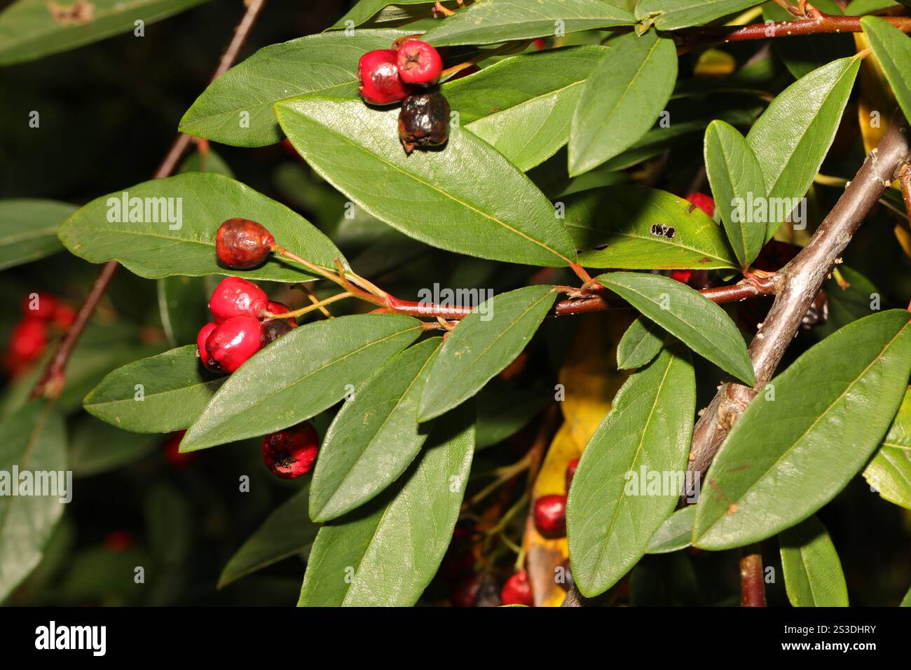 tree cotoneaster (Cotoneaster frigidus Stock Photo - Alamy