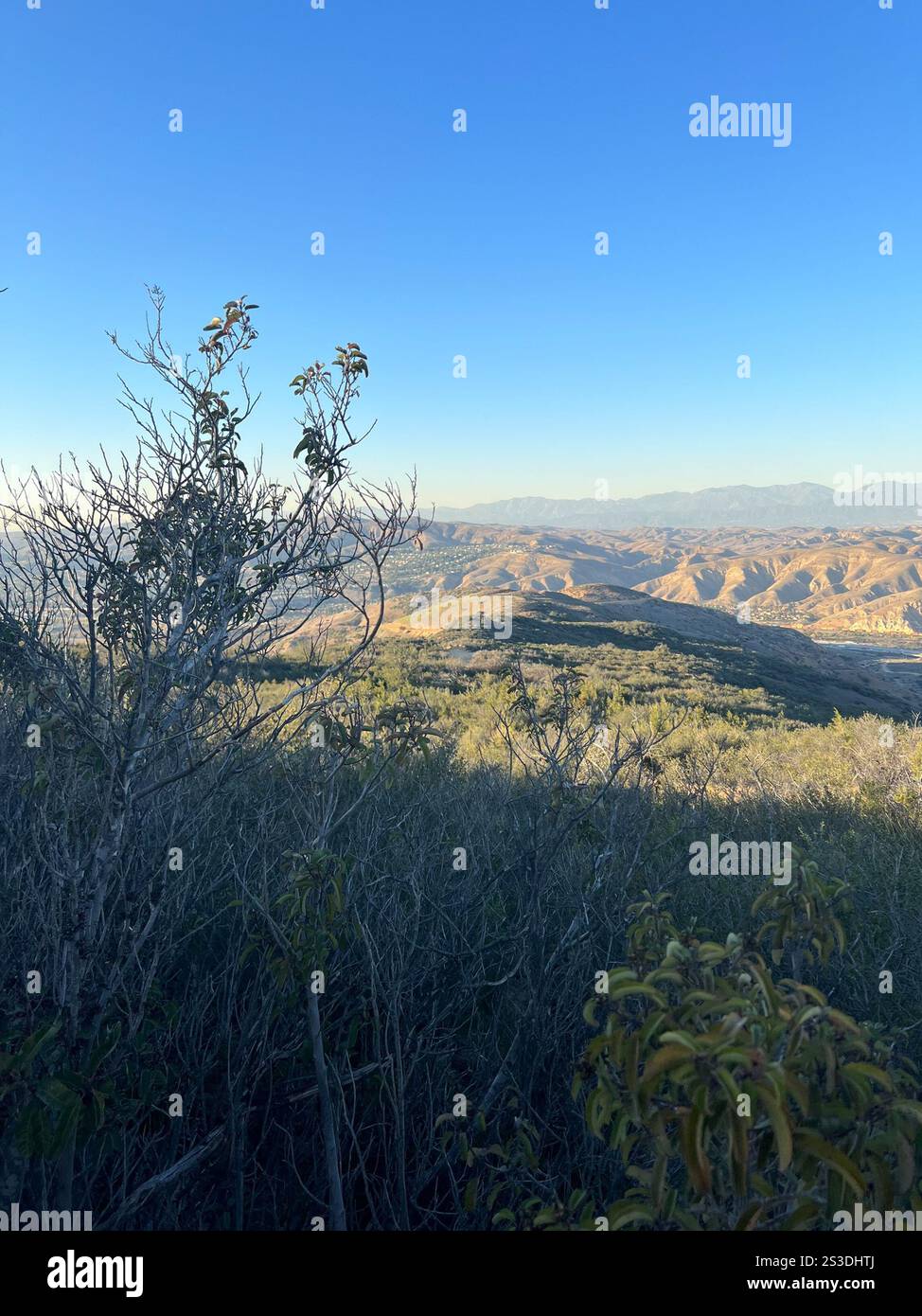 laurel sumac (Malosma laurina Stock Photo - Alamy