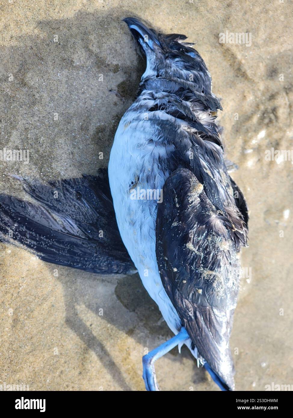 Tasman Common Diving Petrel (Pelecanoides urinatrix urinatrix Stock ...