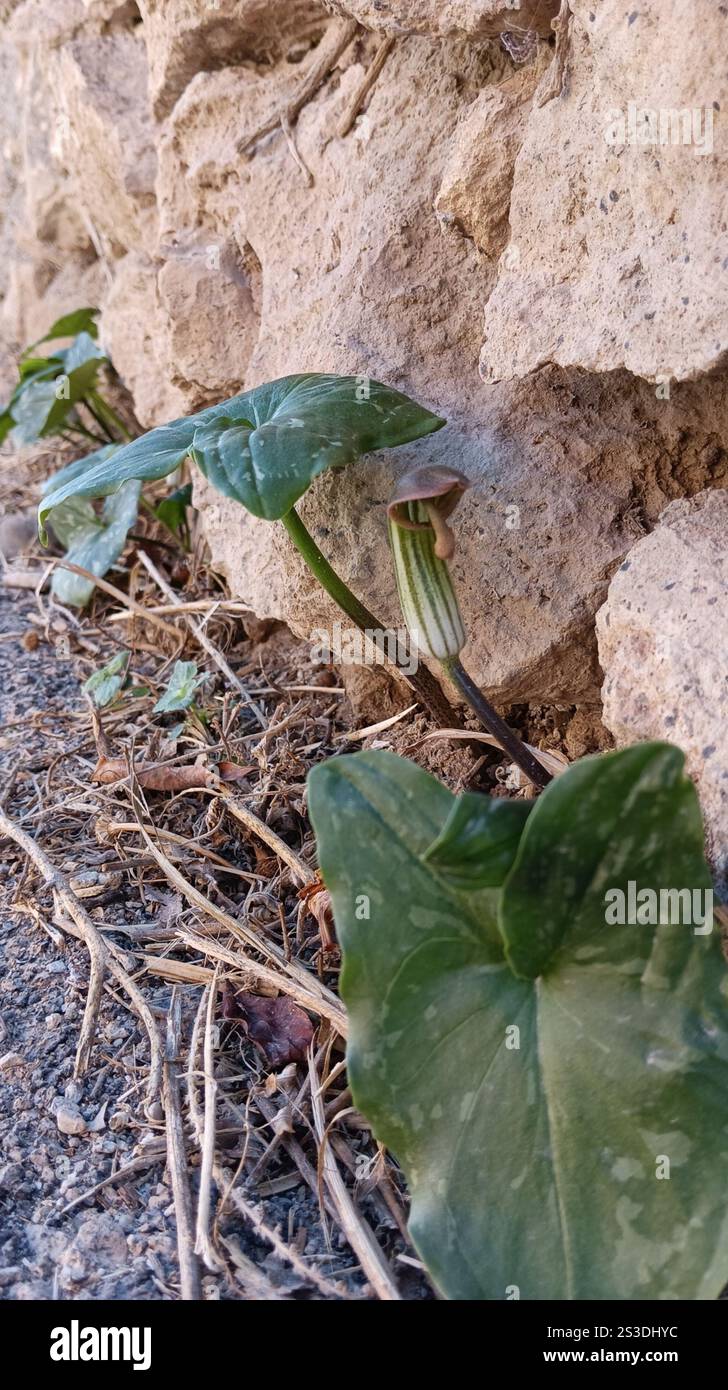 Friar's-cowl (Arisarum vulgare Stock Photo - Alamy