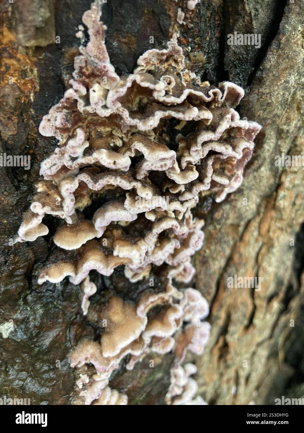 Silverleaf Fungus (Chondrostereum purpureum Stock Photo - Alamy