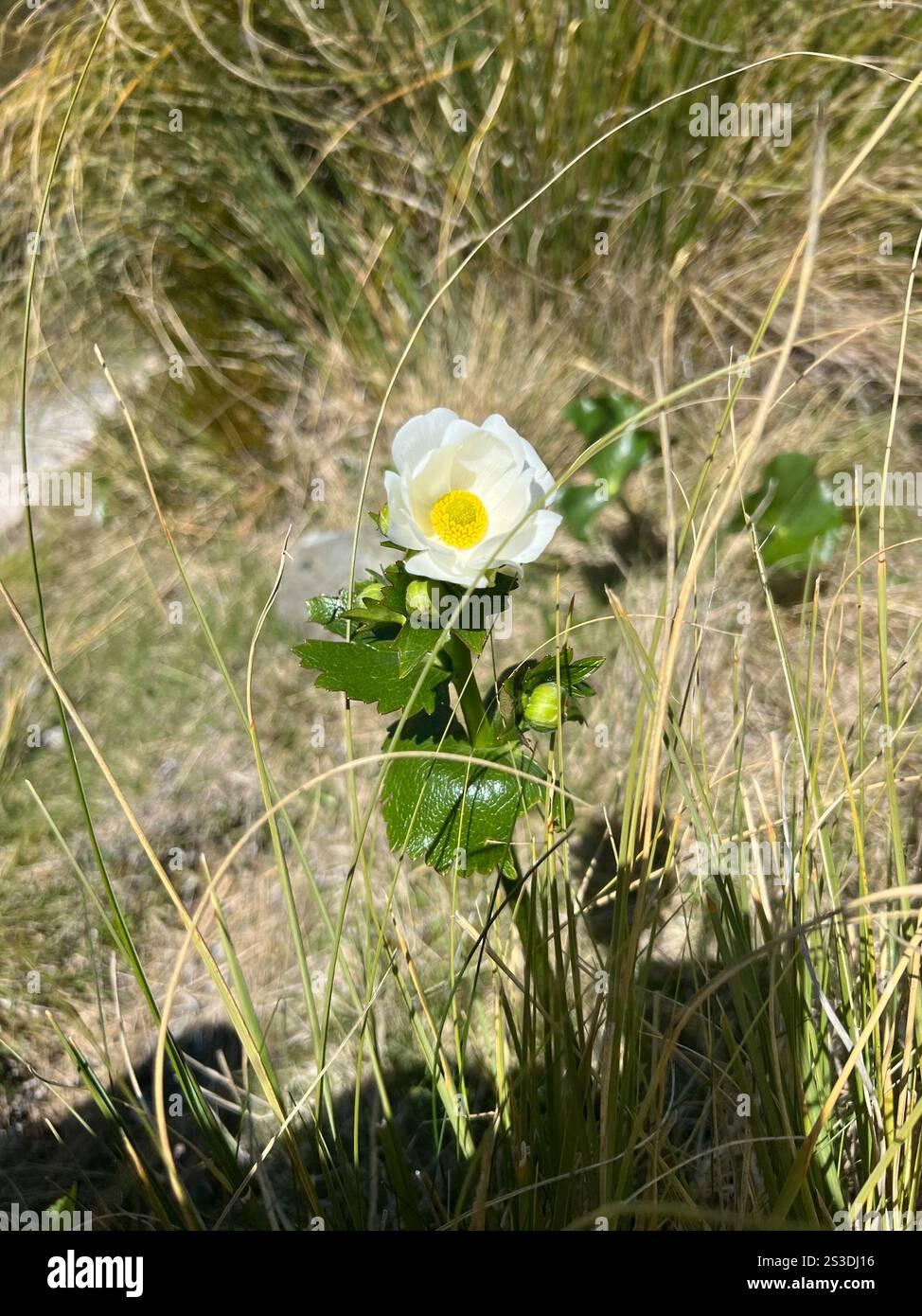 Mount Cook lily (Ranunculus lyallii Stock Photo - Alamy
