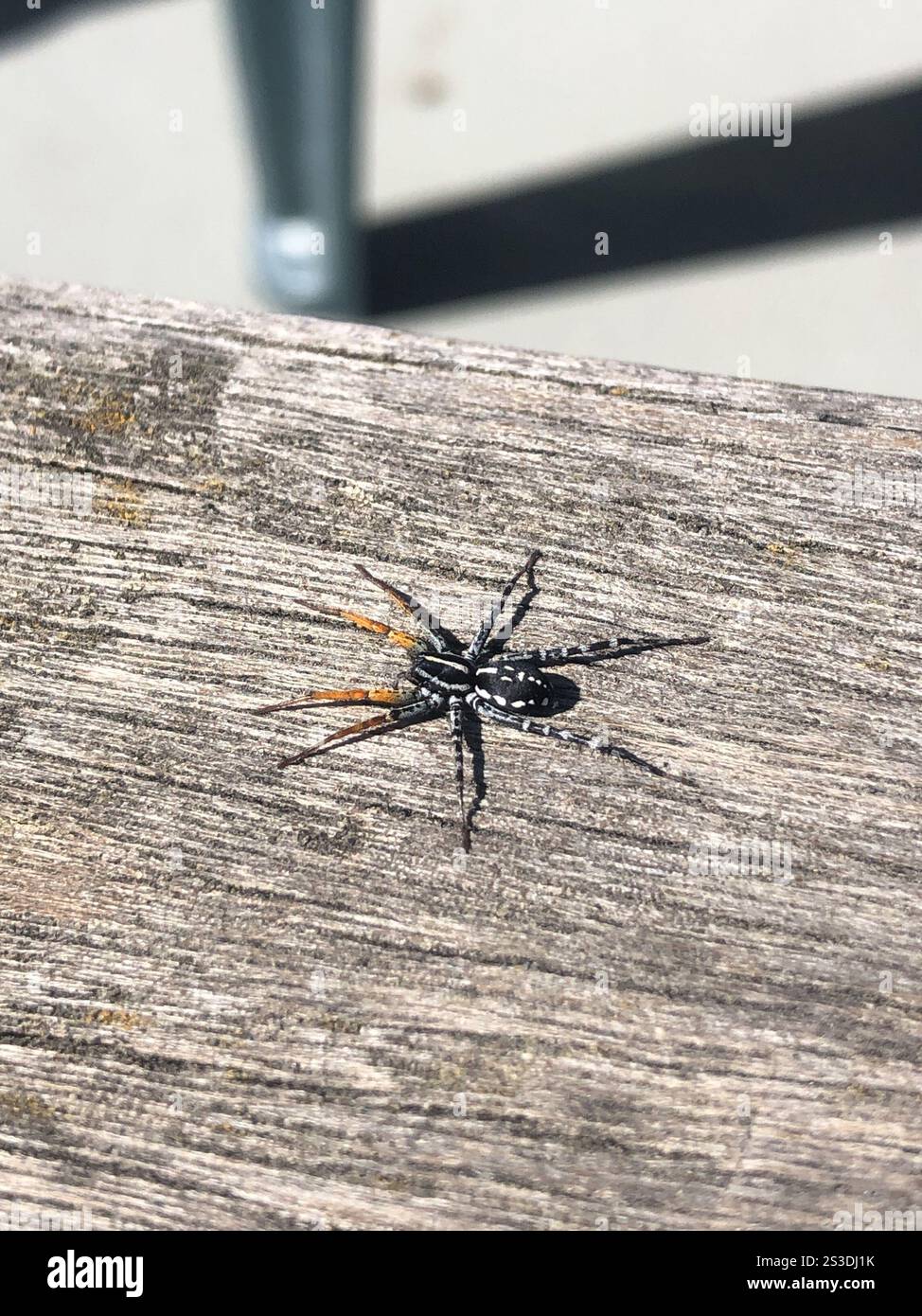Spotted Ground Swift Spider (Nyssus coloripes Stock Photo - Alamy