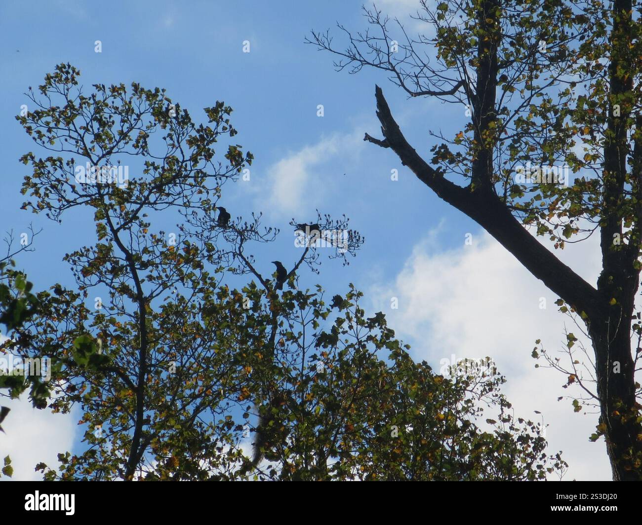 Fish Crow (Corvus ossifragus Stock Photo - Alamy