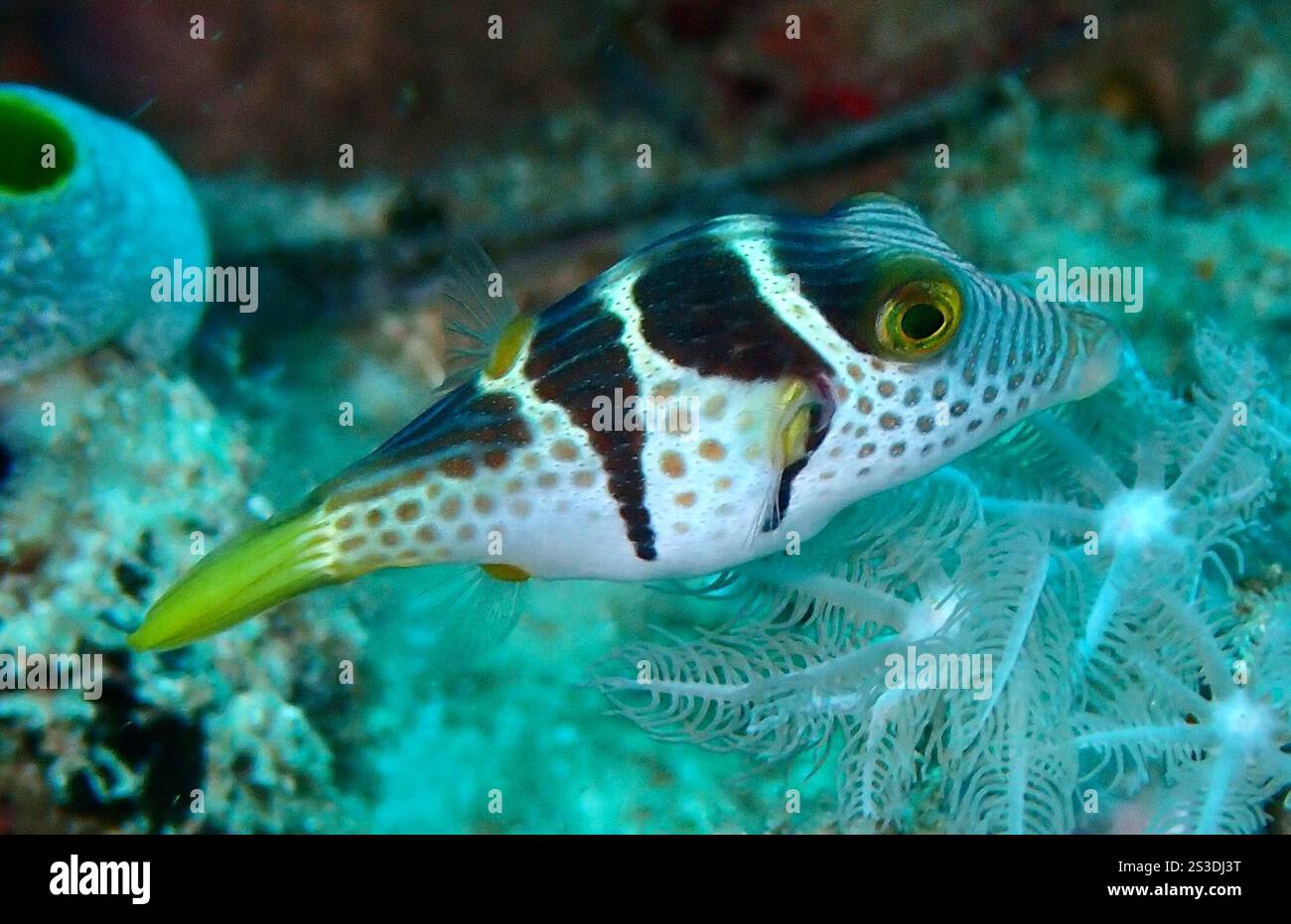Blacksaddle Toby (Canthigaster valentini Stock Photo - Alamy