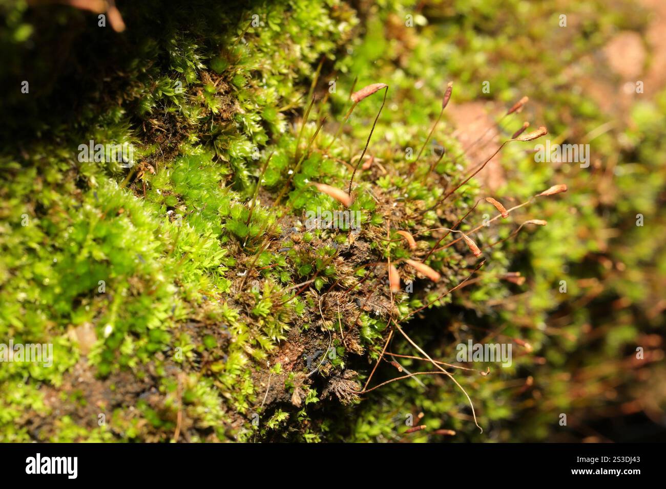 Capillary Thread-moss (Ptychostomum capillare Stock Photo - Alamy