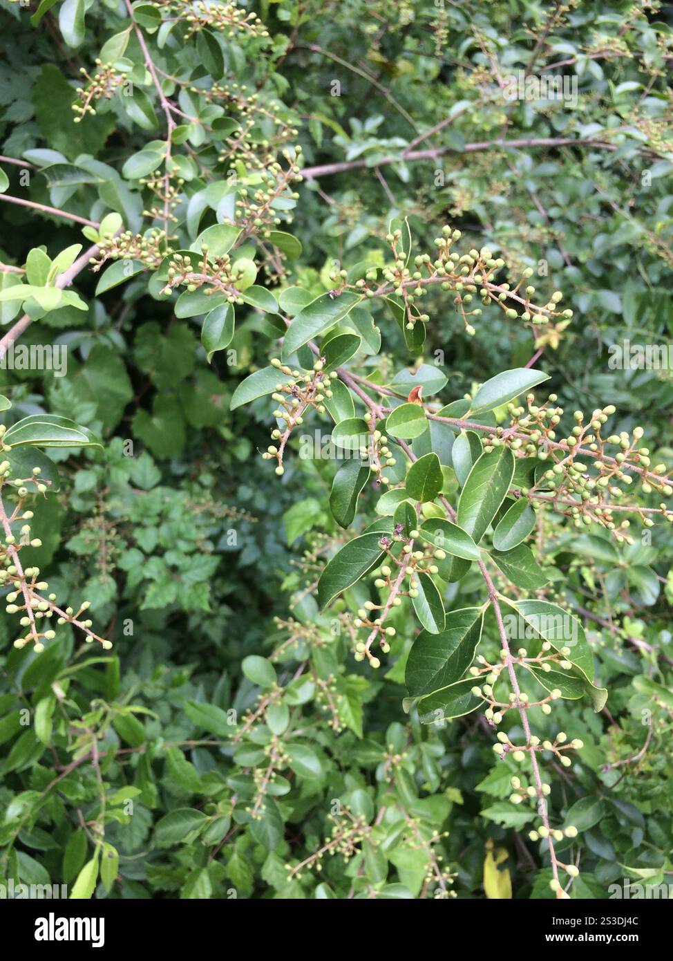 Chinese privet (Ligustrum sinense Stock Photo - Alamy