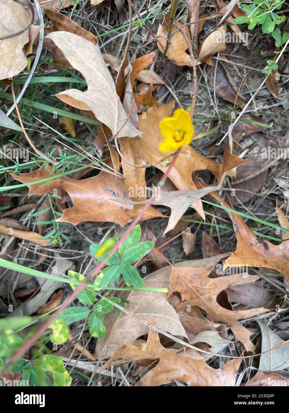 partridge pea (Chamaecrista fasciculata Stock Photo - Alamy