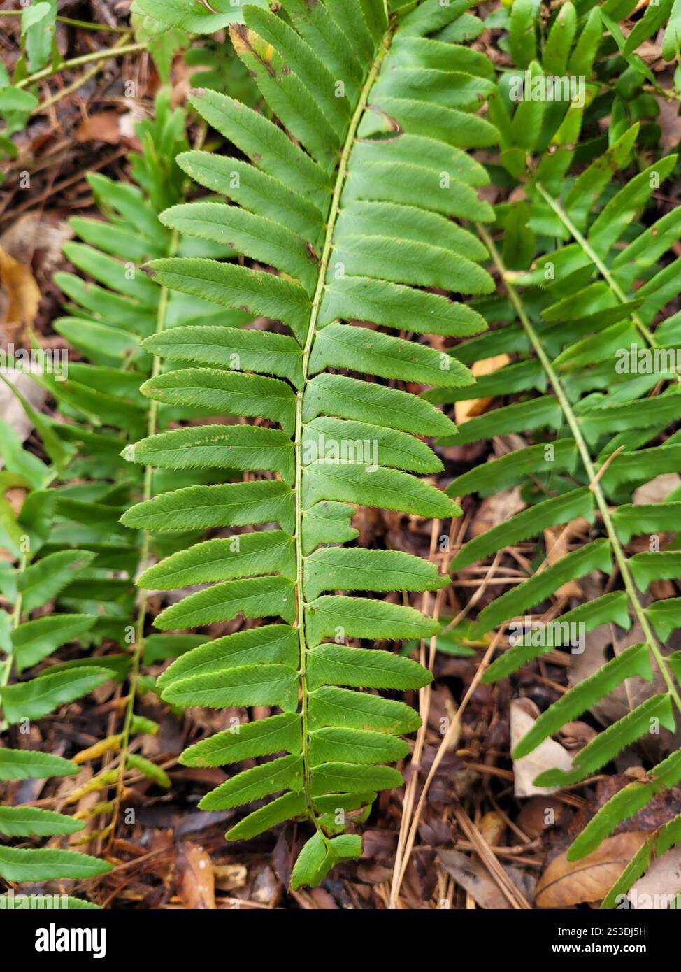 Christmas fern (Polystichum acrostichoides Stock Photo - Alamy