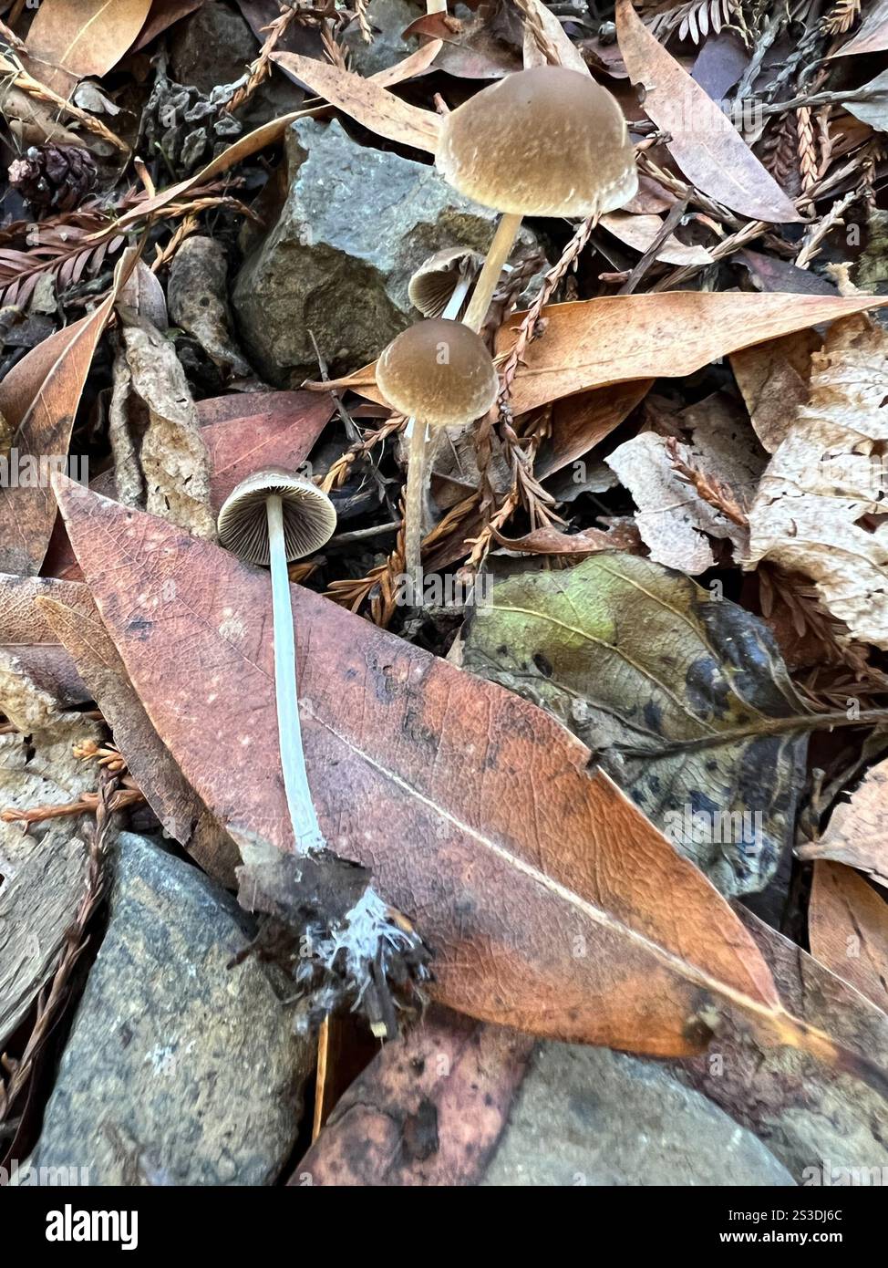 red edge brittlestem (Psathyrella corrugis Stock Photo - Alamy