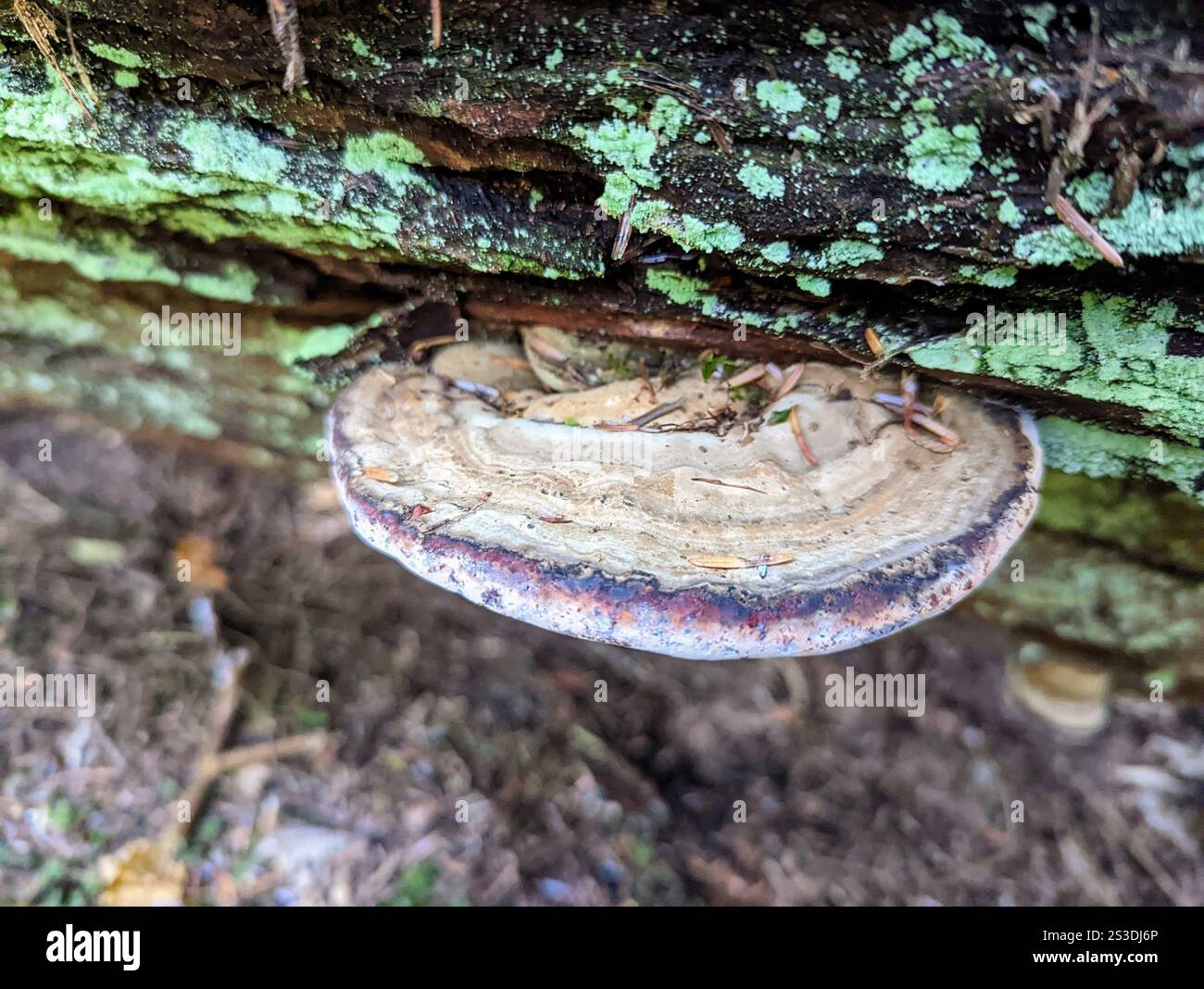 bracket polypores (Fomitopsidaceae Stock Photo - Alamy