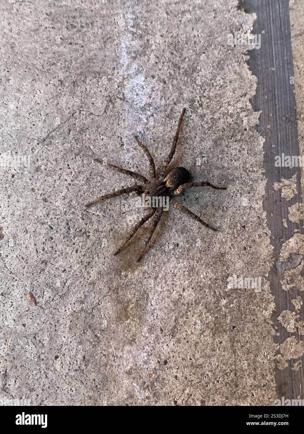 Fox Spiders (Alopecosa Stock Photo - Alamy