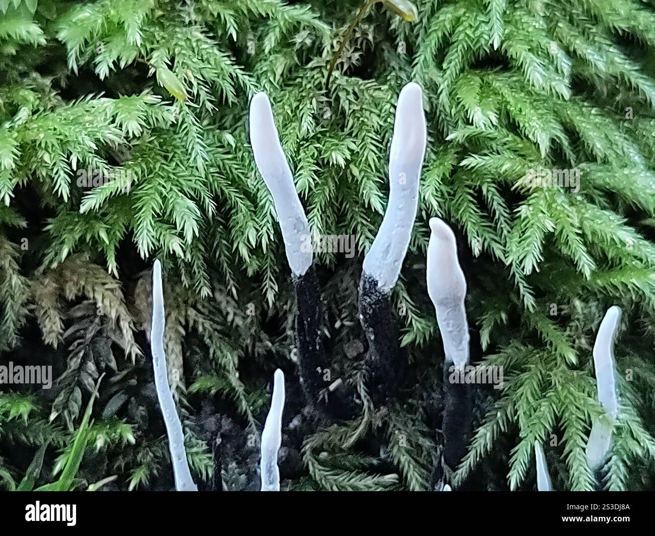 Candlesnuff Fungus (Xylaria hypoxylon Stock Photo - Alamy