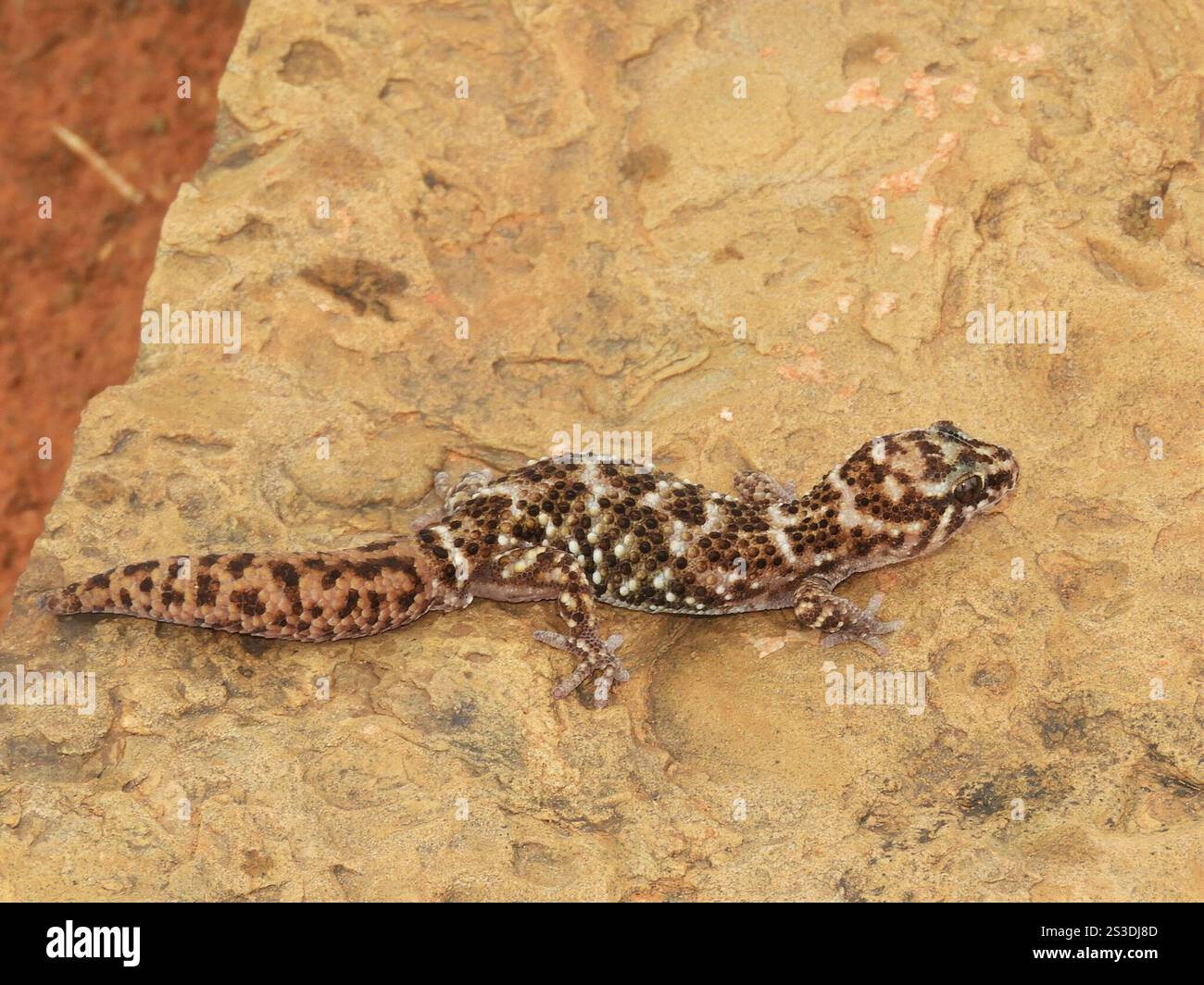 Cape Thick-toed Gecko (Pachydactylus capensis Stock Photo - Alamy