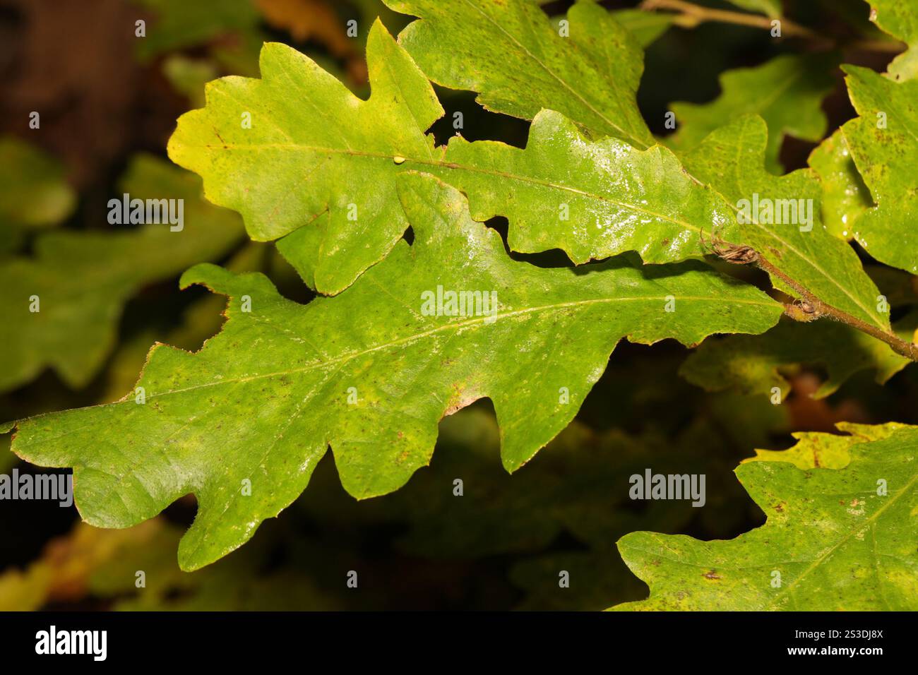 Turkey Oak (Quercus cerris Stock Photo - Alamy