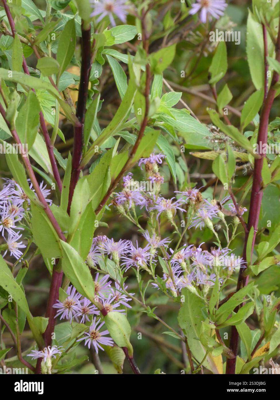 Elliott's aster (Symphyotrichum elliottii Stock Photo - Alamy