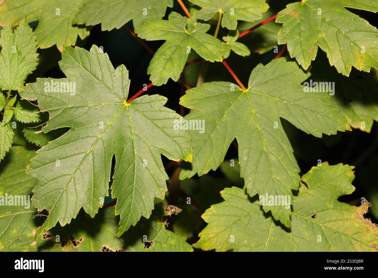 sycamore maple (Acer pseudoplatanus Stock Photo - Alamy