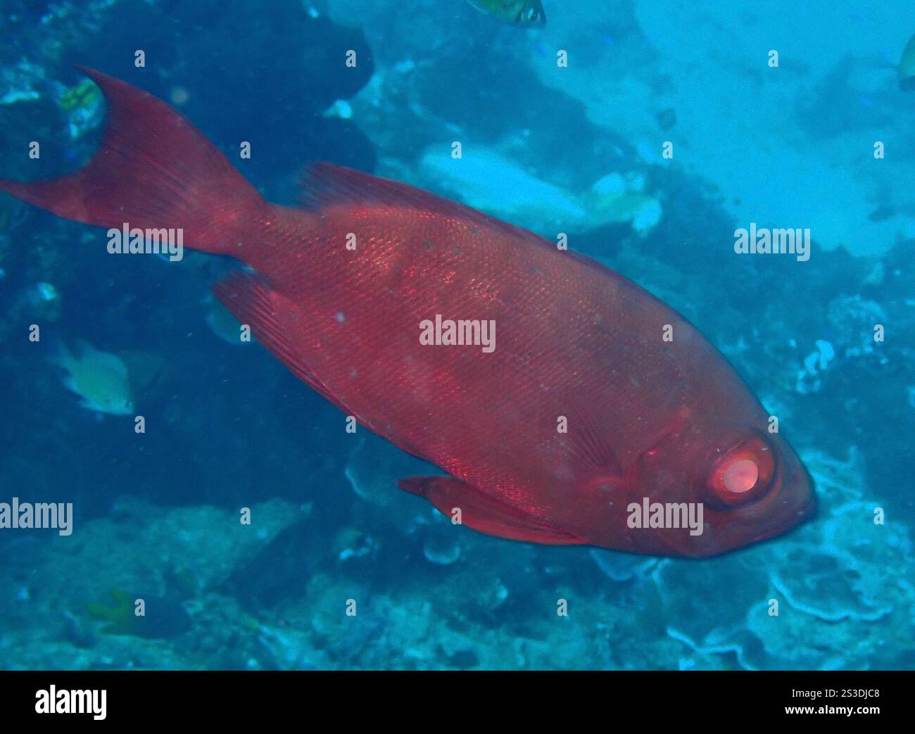 Crescent-tail Bigeye (Priacanthus hamrur Stock Photo - Alamy