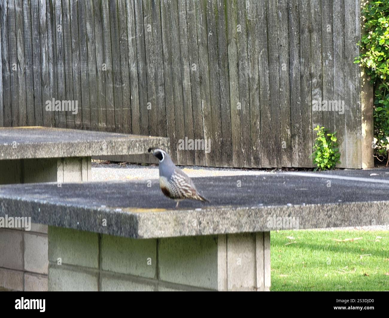 California Quail (Callipepla californica Stock Photo - Alamy