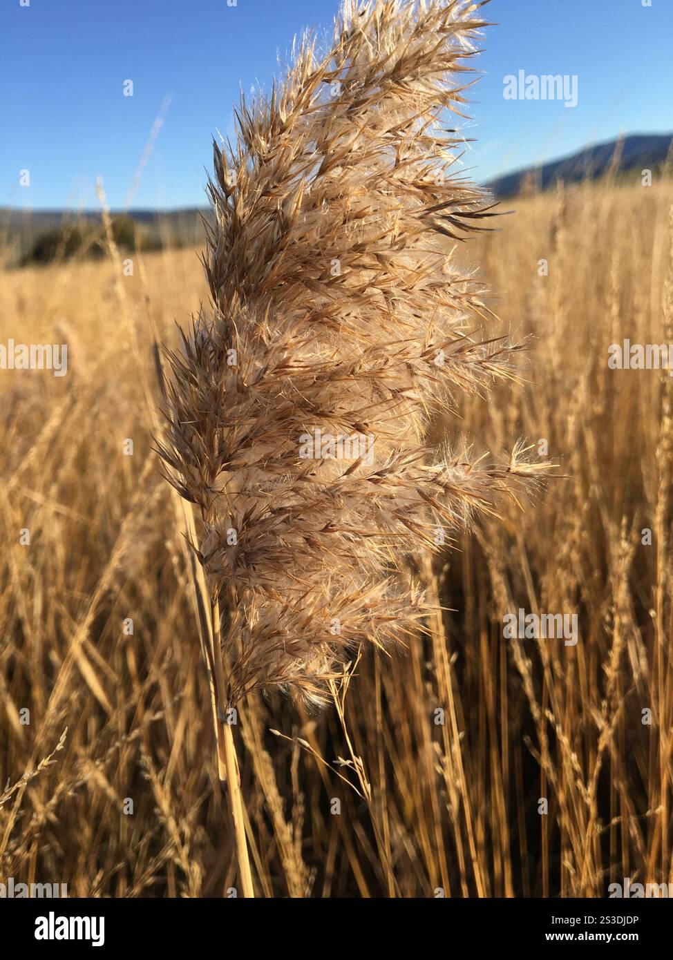 common reed (Phragmites australis Stock Photo - Alamy