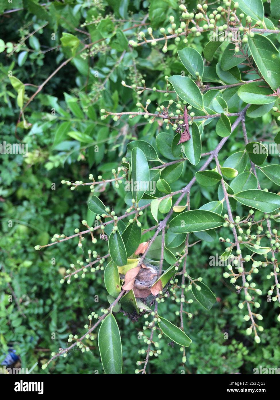 Chinese privet (Ligustrum sinense Stock Photo - Alamy