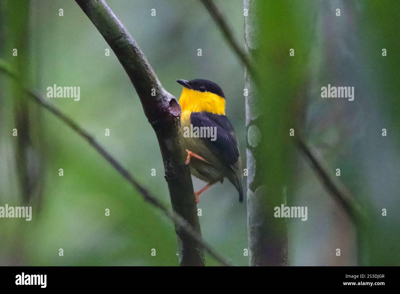 Golden-collared Manakin (Manacus vitellinus Stock Photo - Alamy