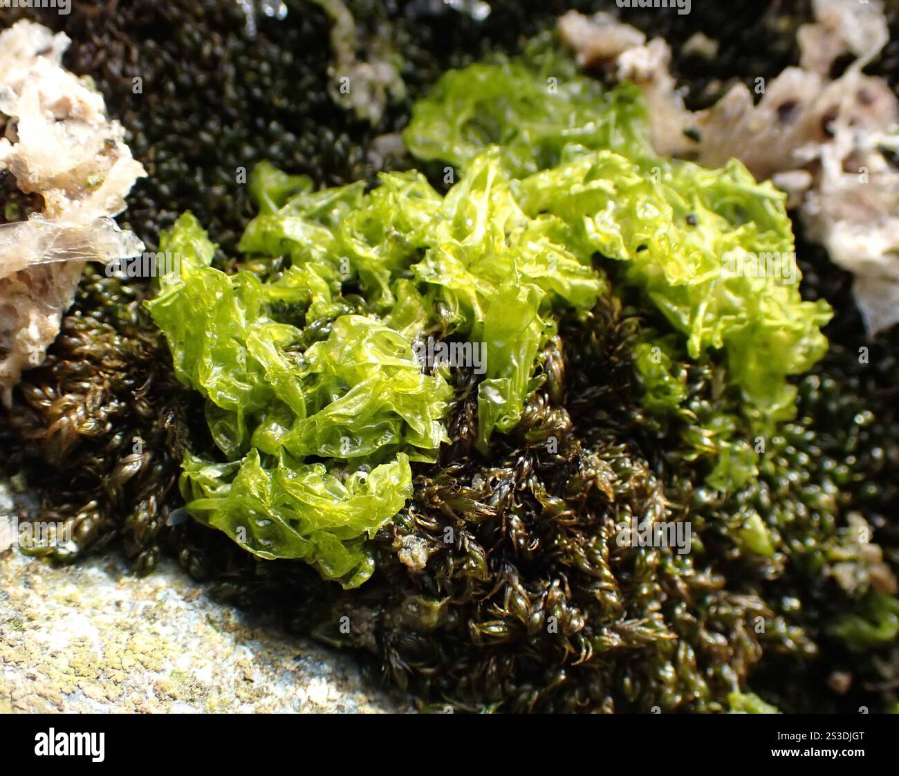 Prasiola hi-res stock photography and images - Alamy