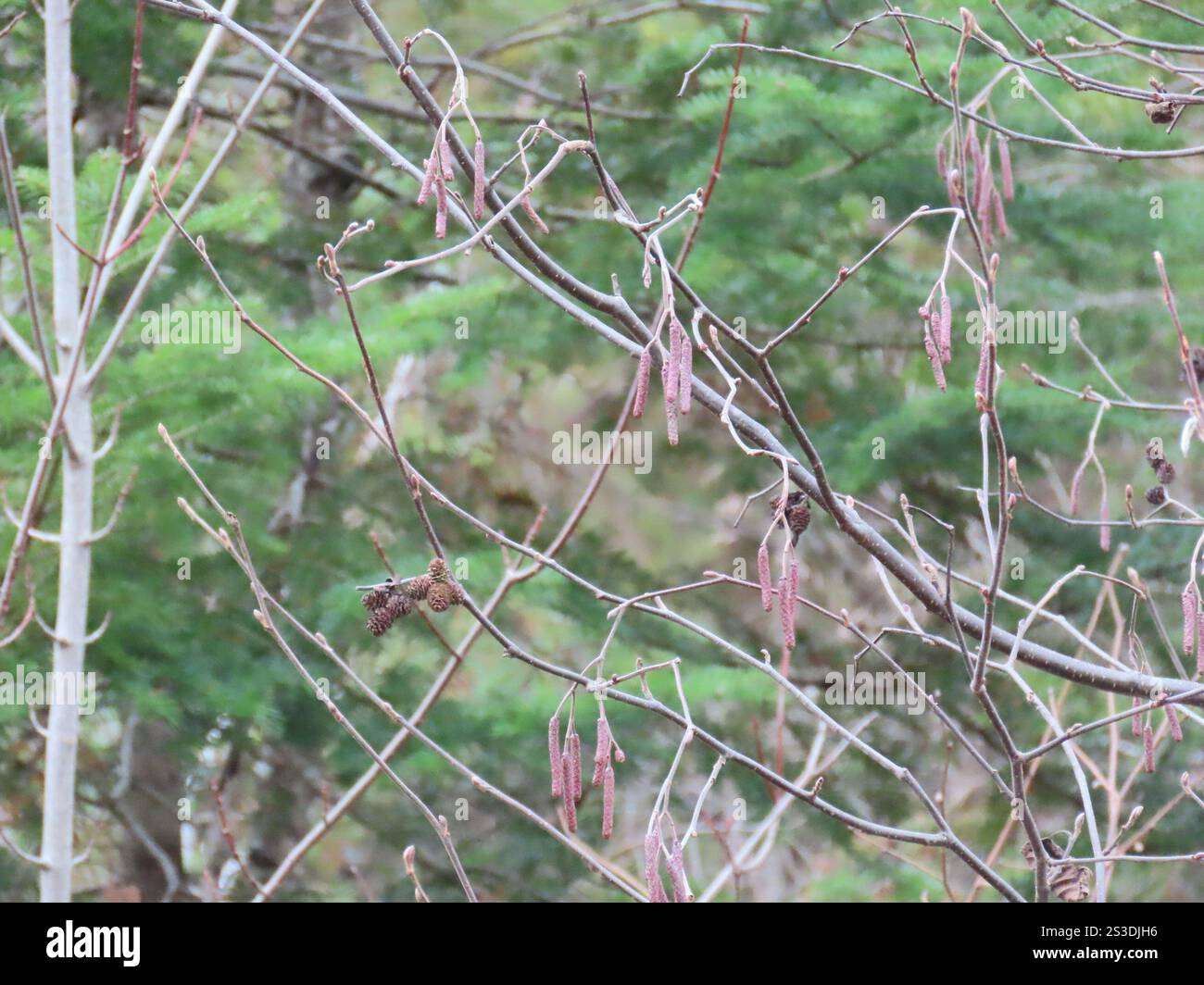 swamp alder (Alnus incana rugosa Stock Photo - Alamy